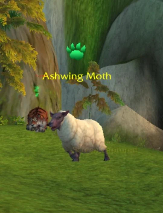 What a pretty moth | Scrolller