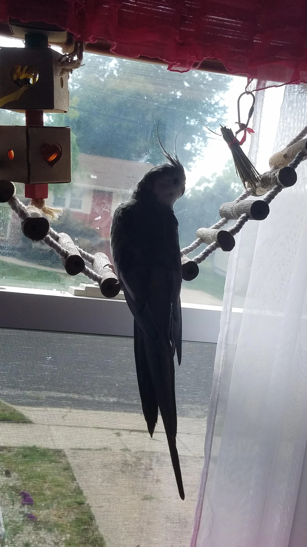 Ash sunbathing by the window | Scrolller