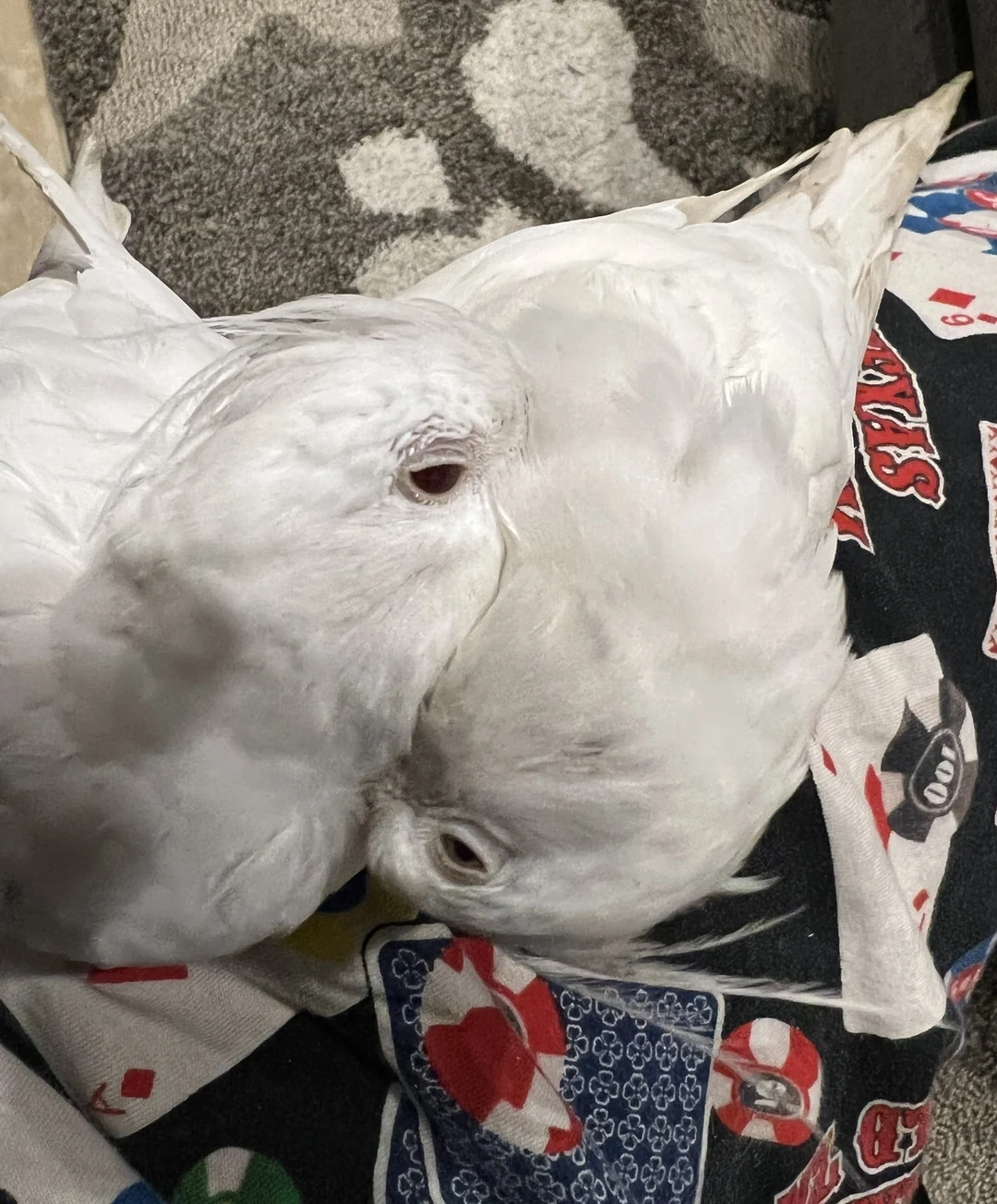 Yin Yang Preen | Scrolller