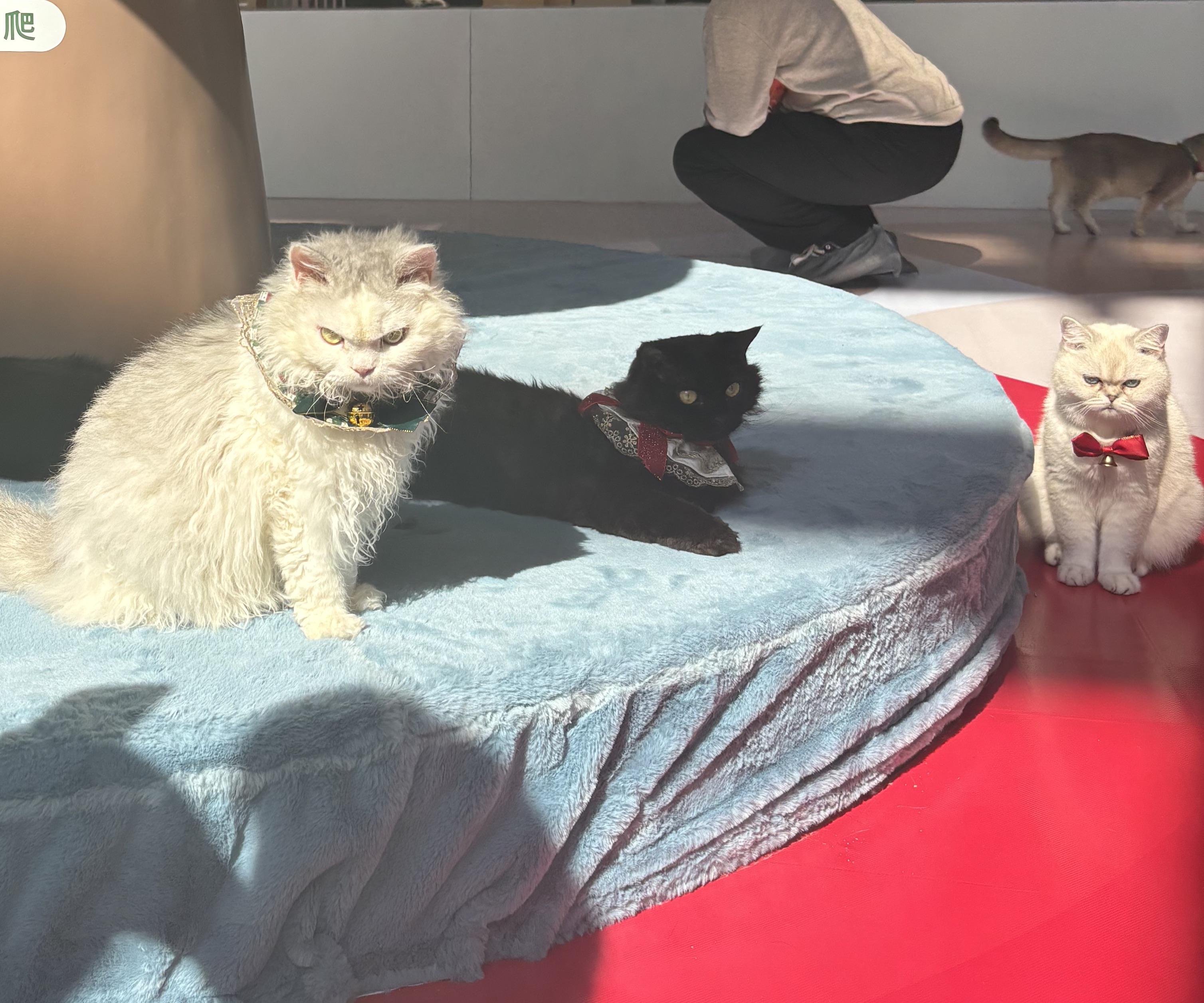 Grumpy kitties in cat cafe | Scrolller