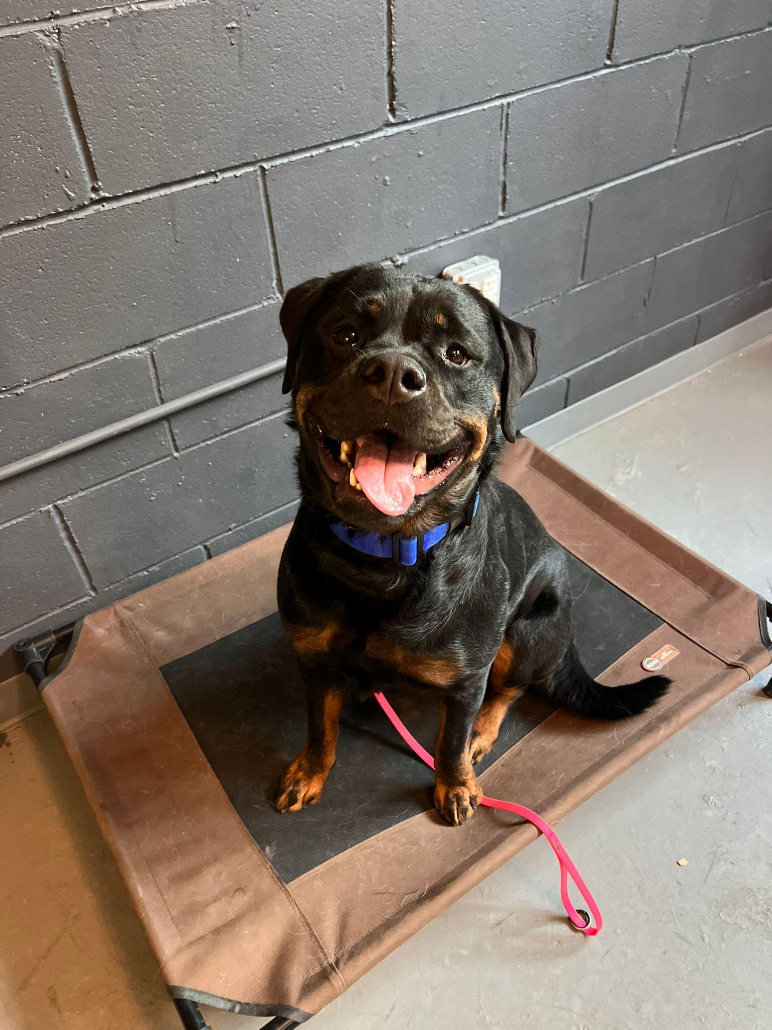 My 2 year old Athena | Scrolller