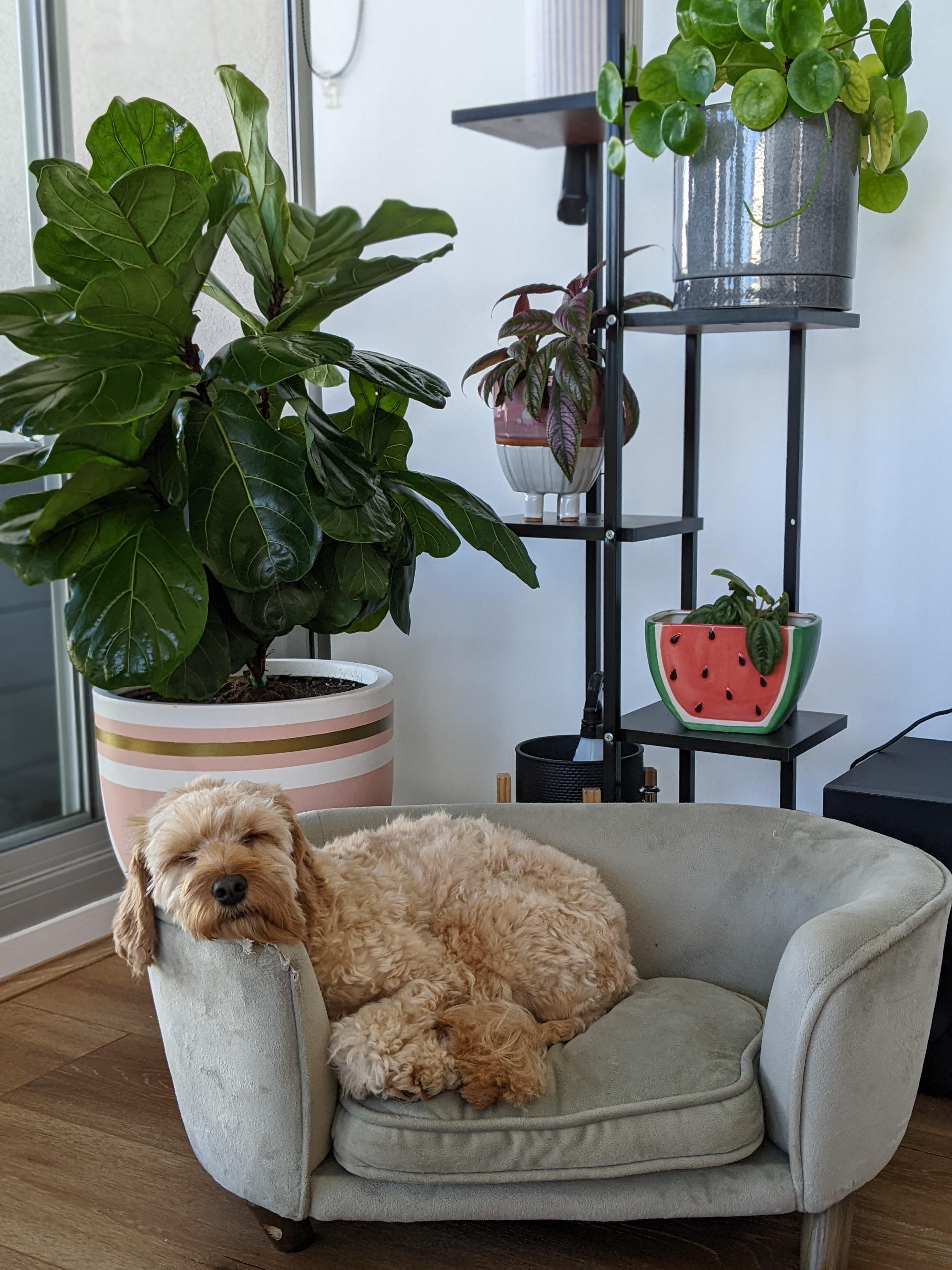 Dolly on her personal couch (OC) | Scrolller