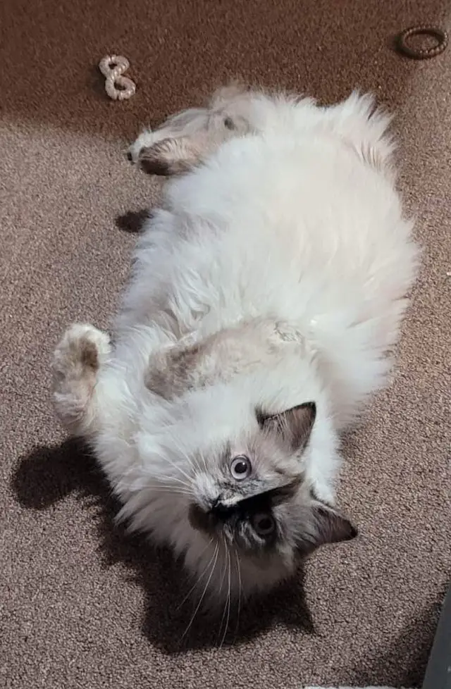 My floofy child | Scrolller