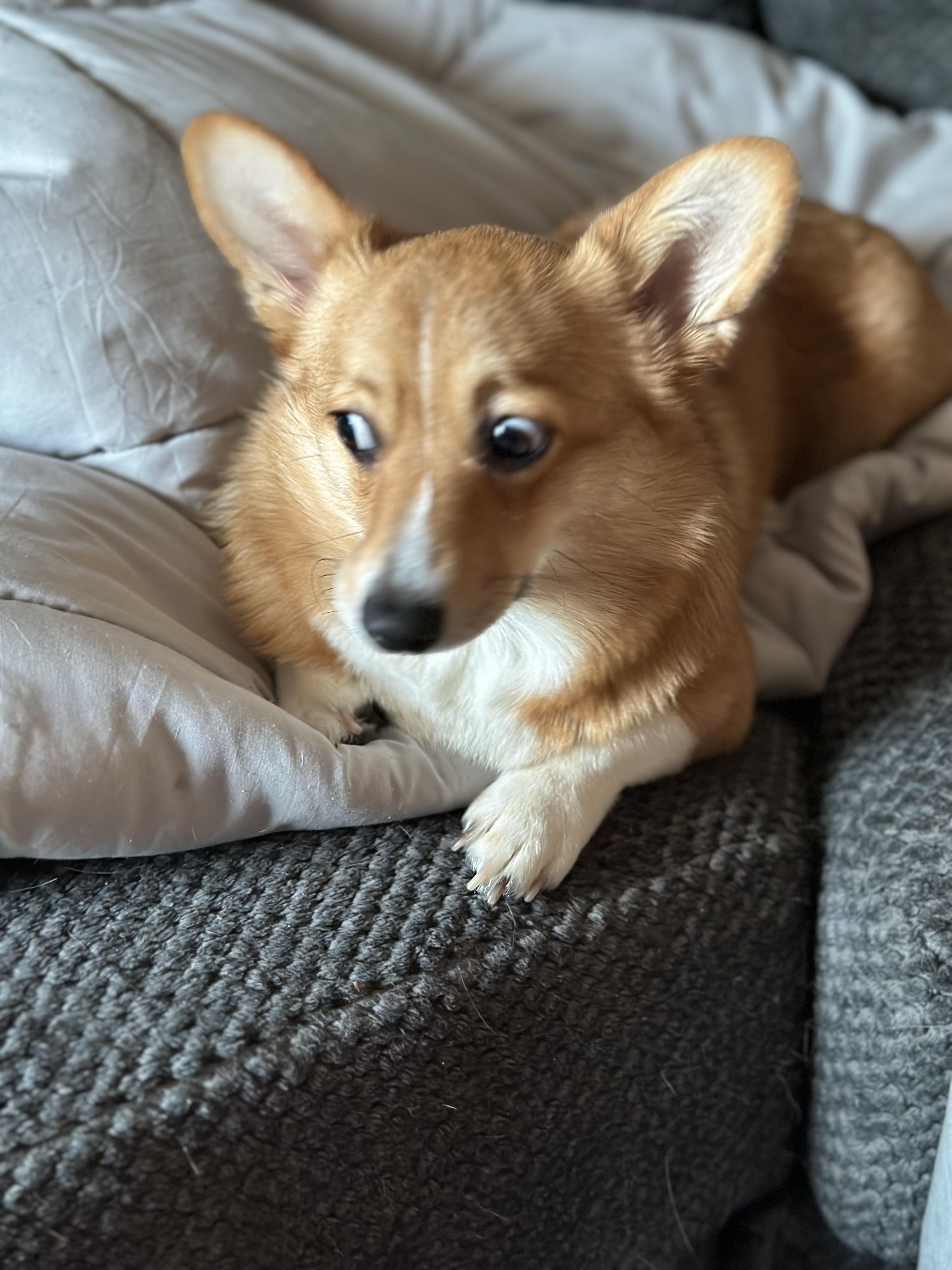 I think my corgi is possessed ! | Scrolller