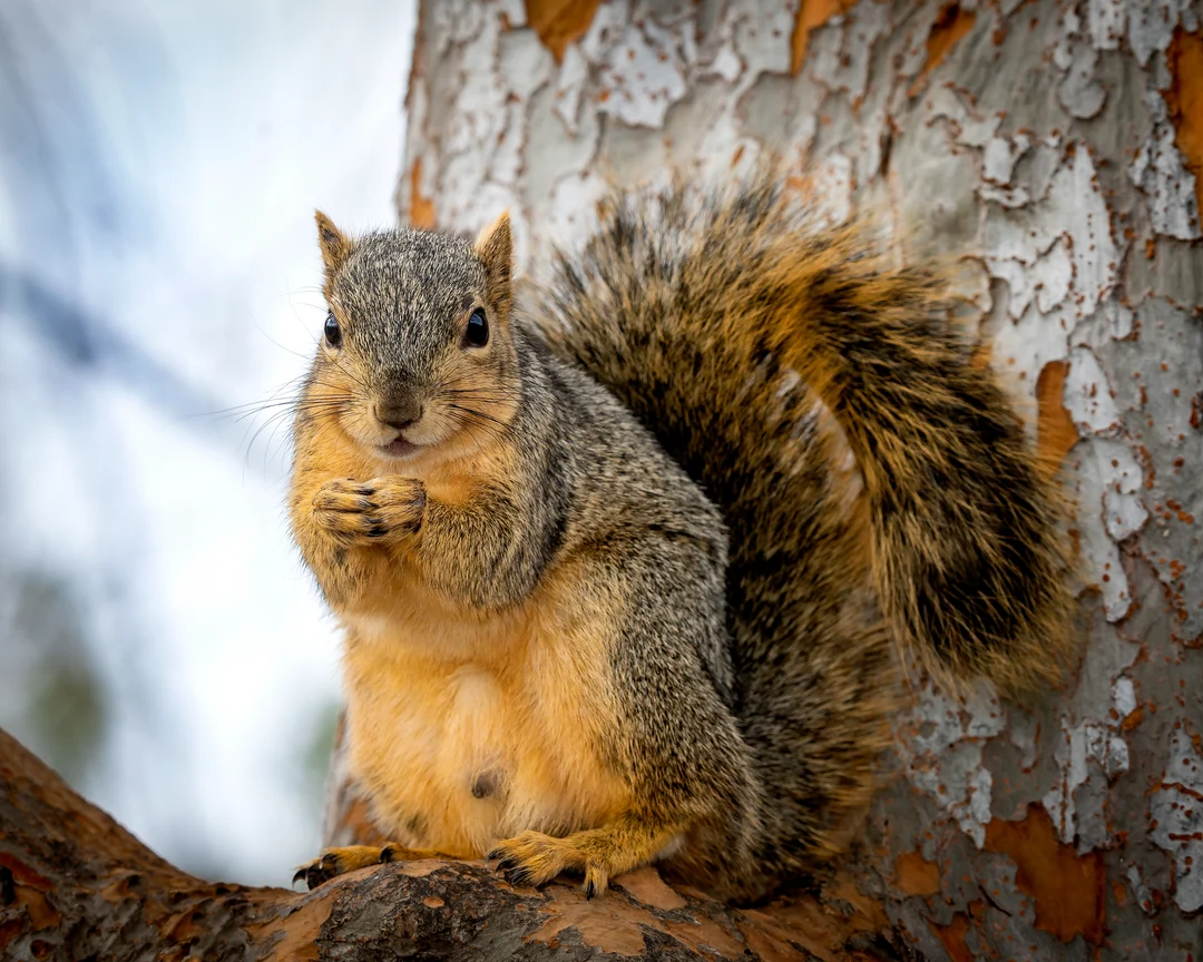 Boy Squirrel | Scrolller