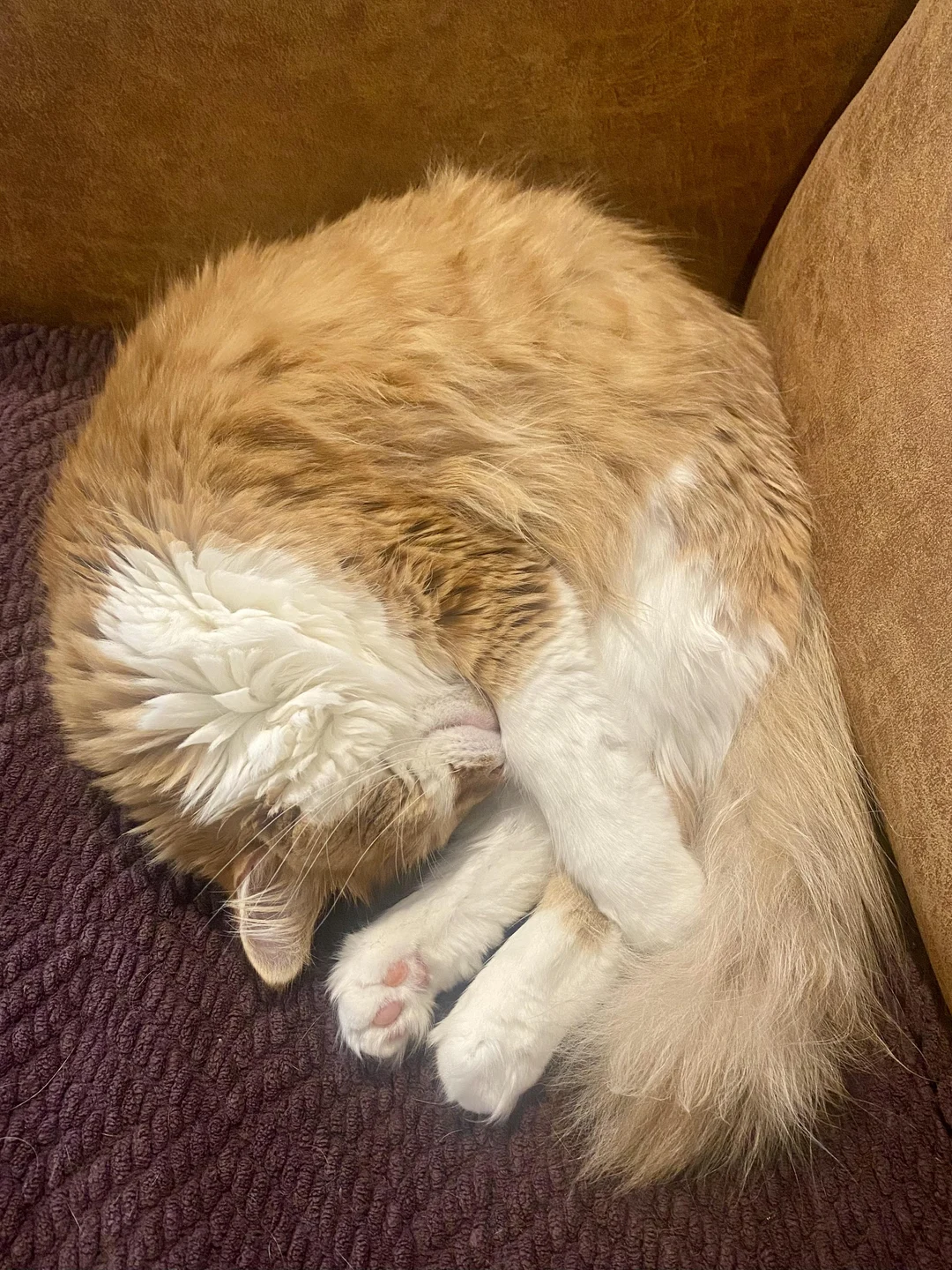 Who ordered the floofy croissant? | Scrolller
