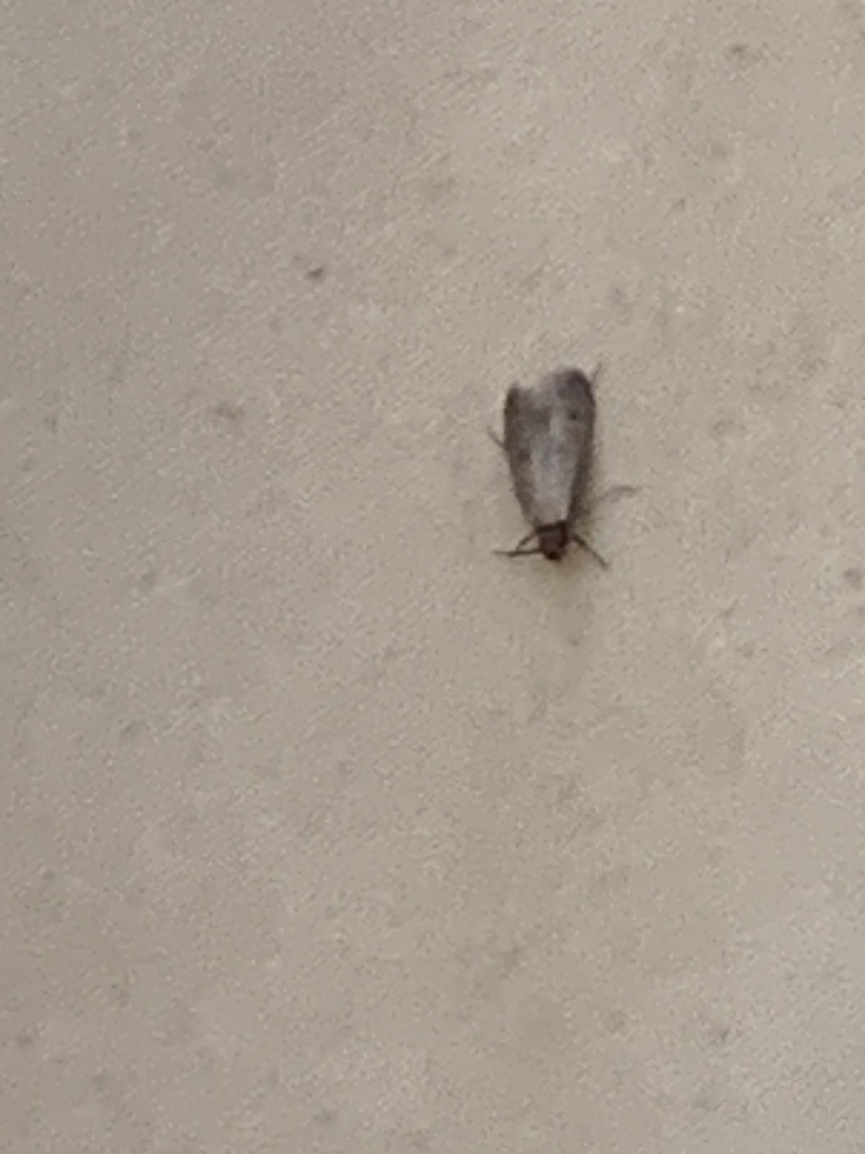 Help identifying flying bug | Scrolller