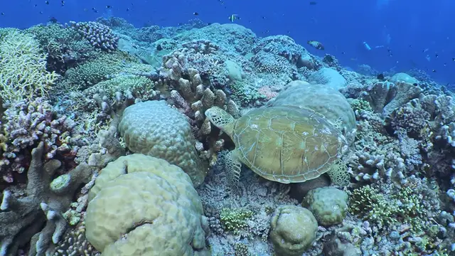 Sandy The Sleepy Sea Turtle | Scrolller