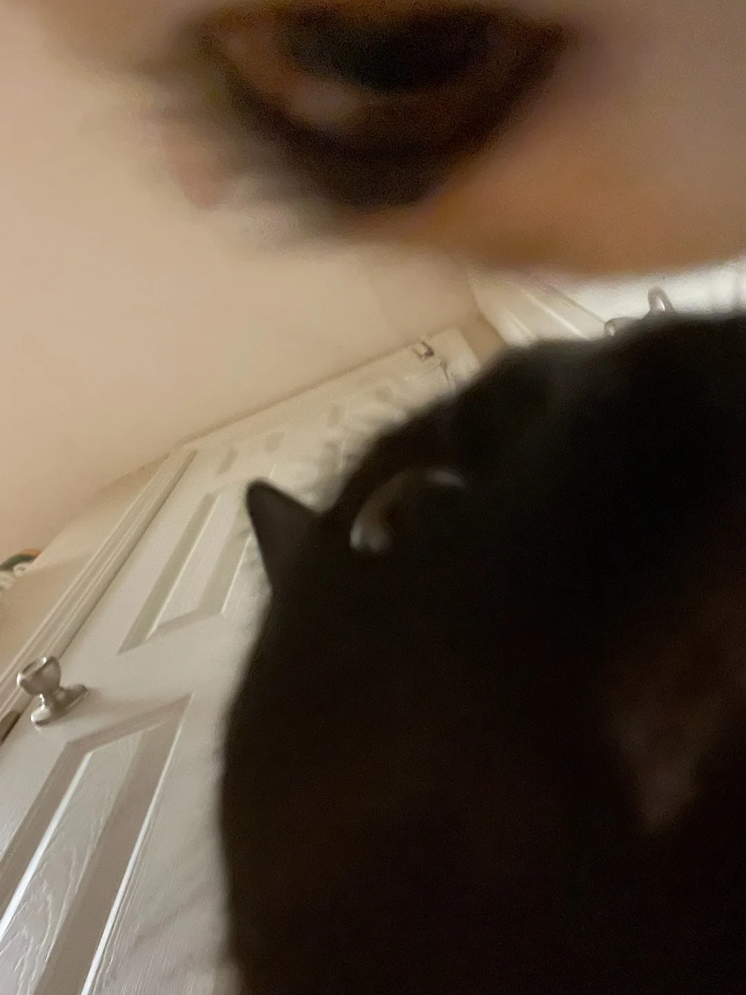 blurry picture of cats | Scrolller