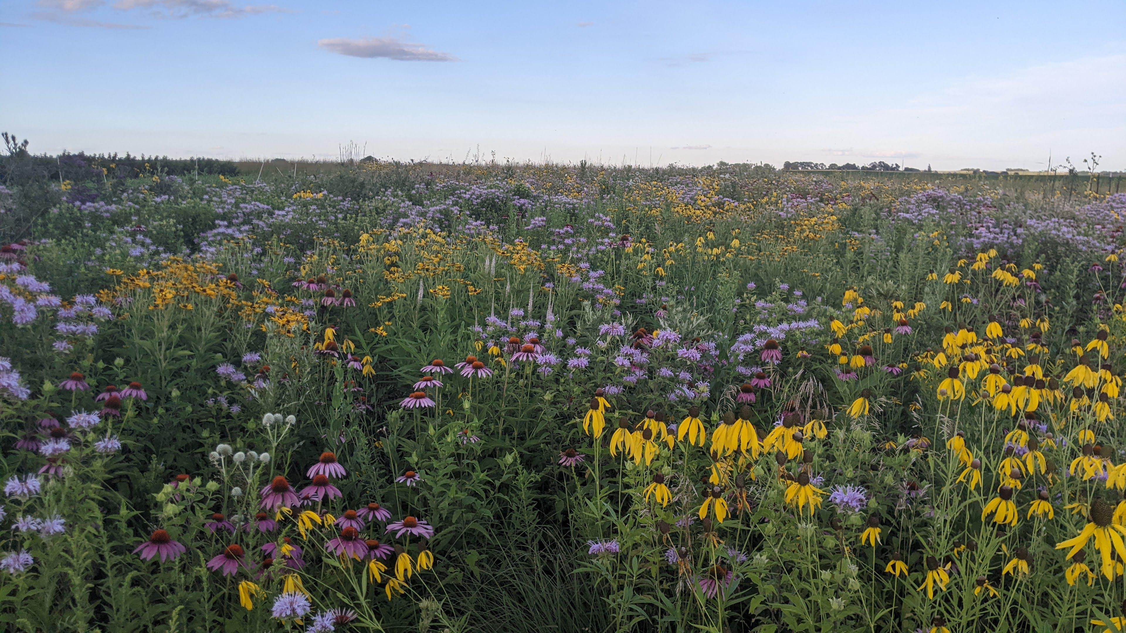 Prairie in full bloom | Scrolller