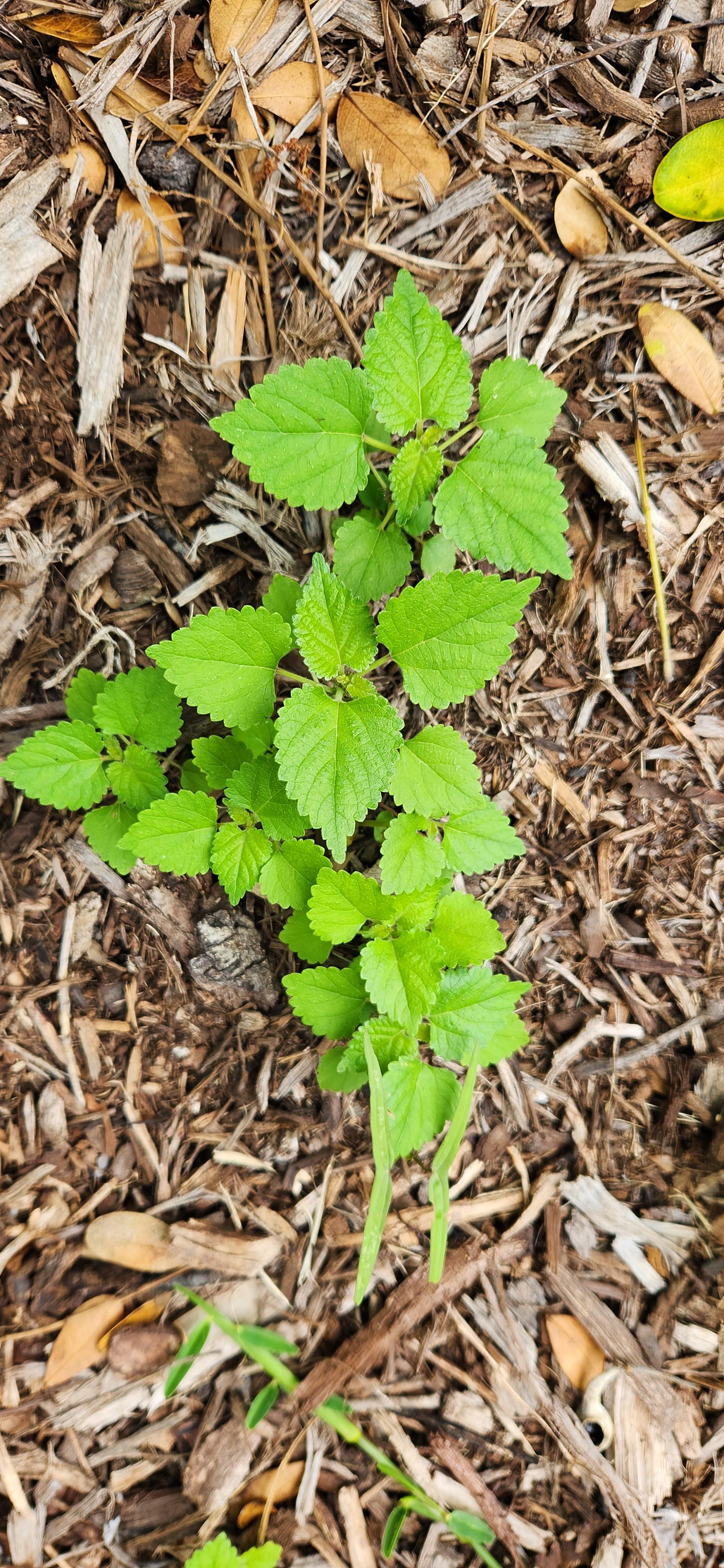 Plant ID | Scrolller