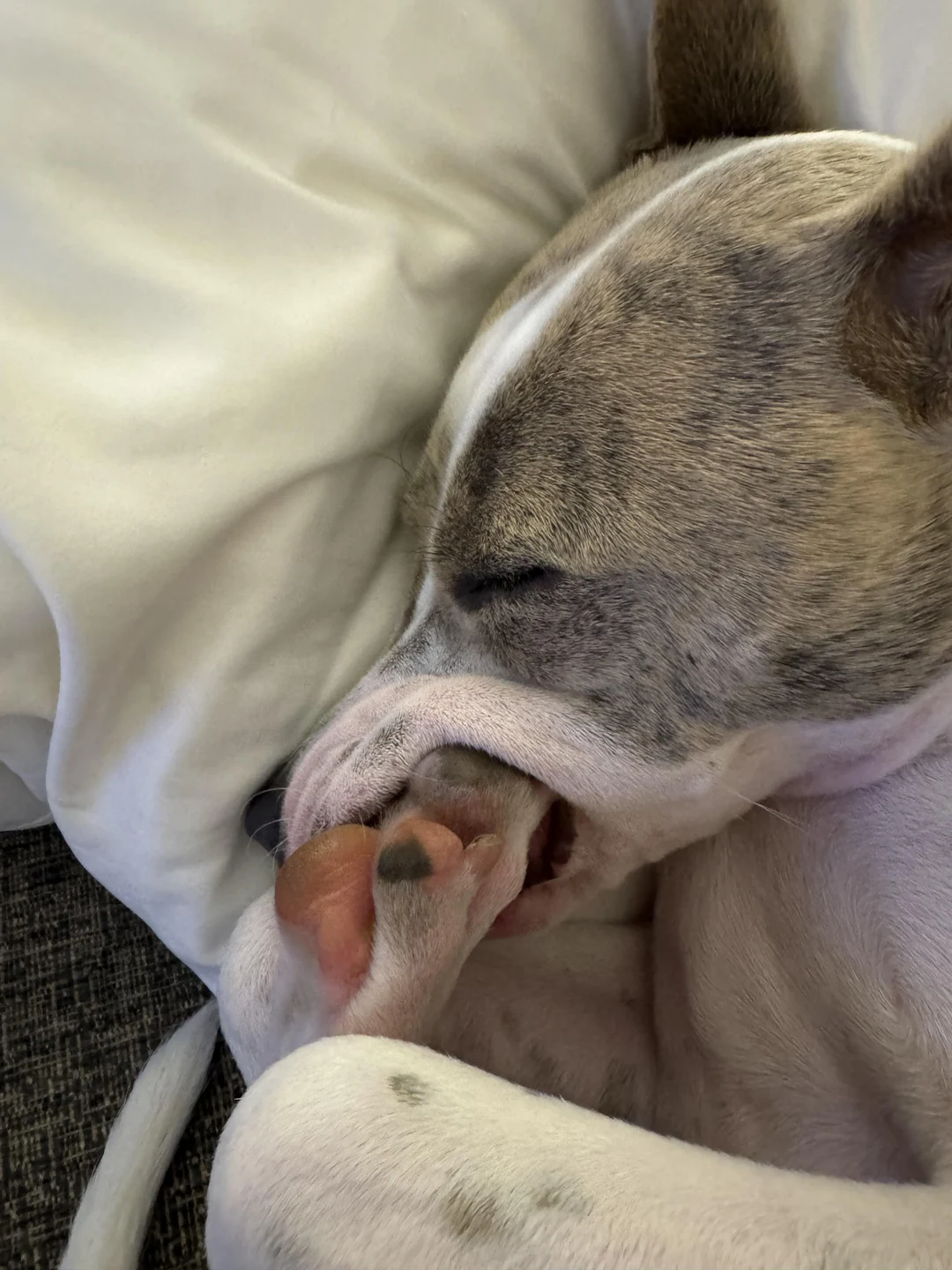 Discover more like WhatsWrongWithYourDog: Feetsies and Related Content | Scrolller