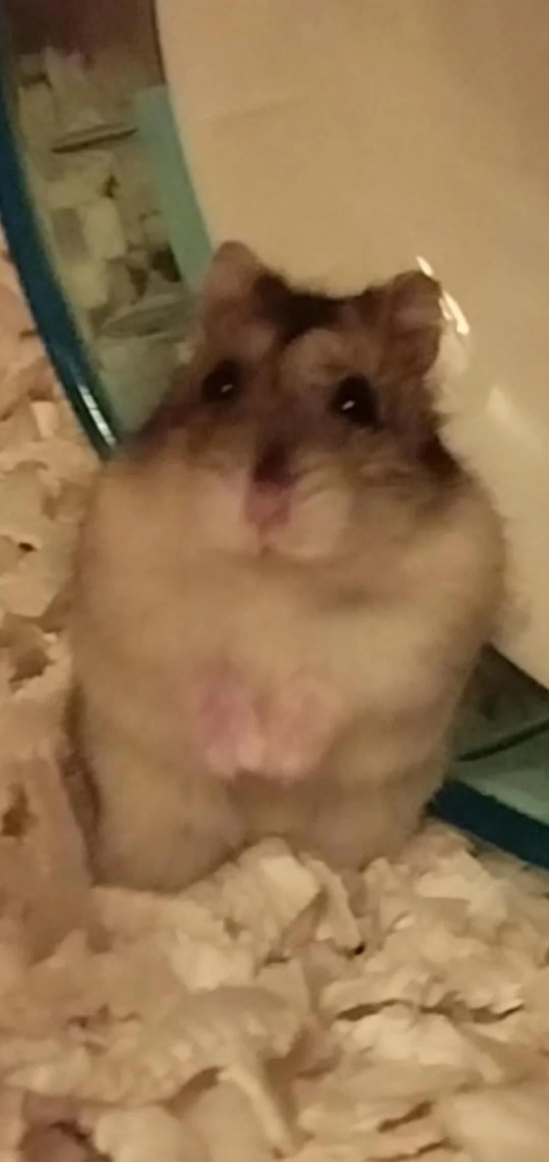 My hamster passed away | Scrolller