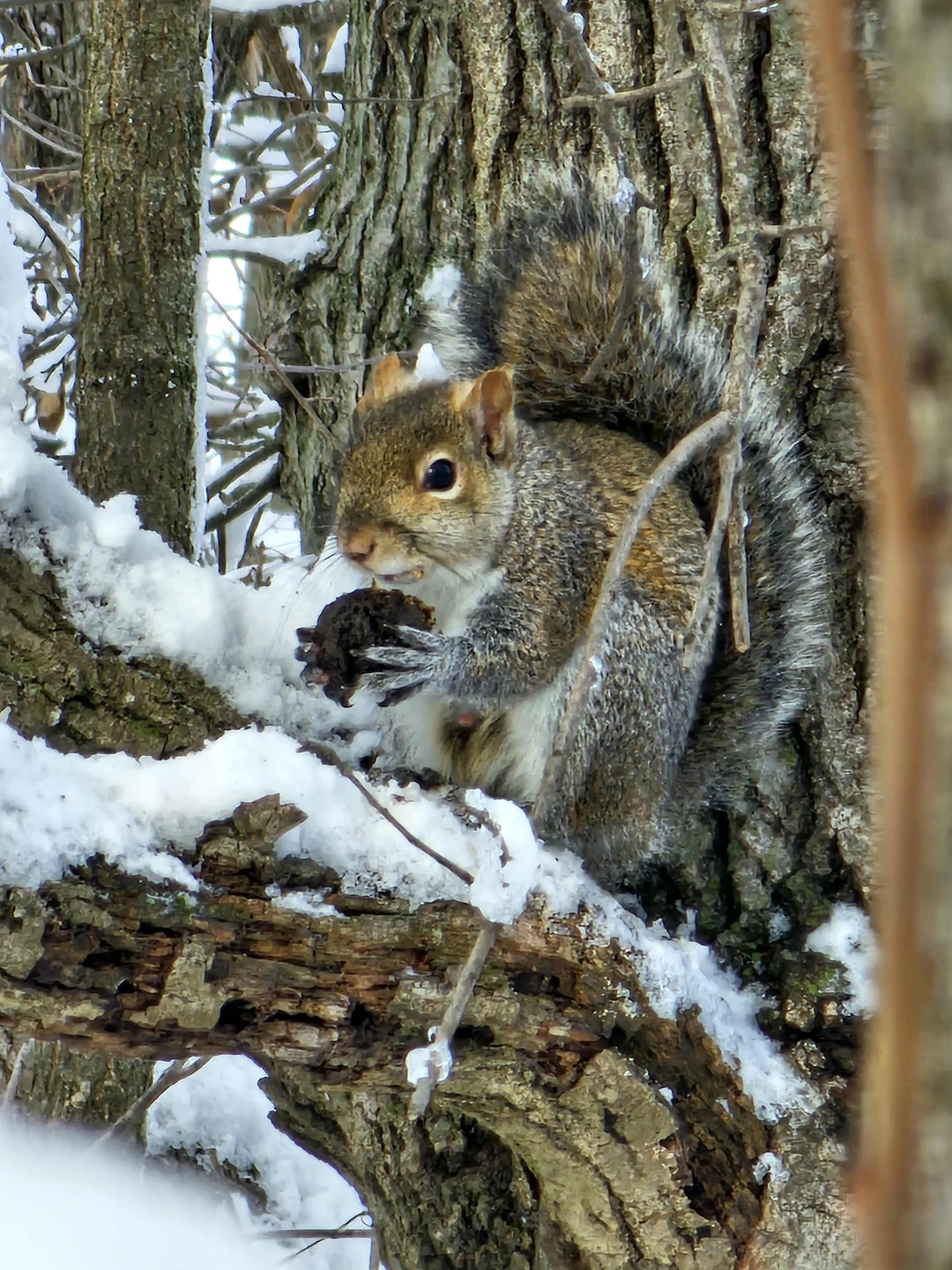 Discover more like Squirrels: Squirrel hanging with me in my tree stand, eating a nut and ...