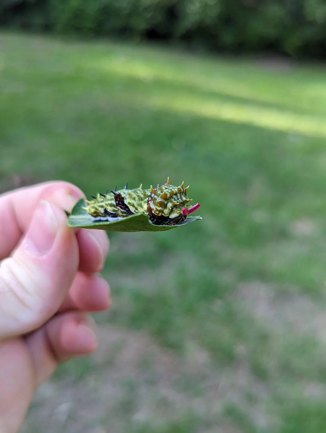Anyone any good at identifying caterpillars? | Scrolller
