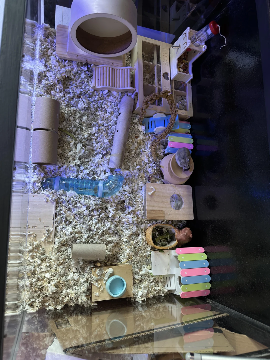 Lele’s Enclosure update | Scrolller