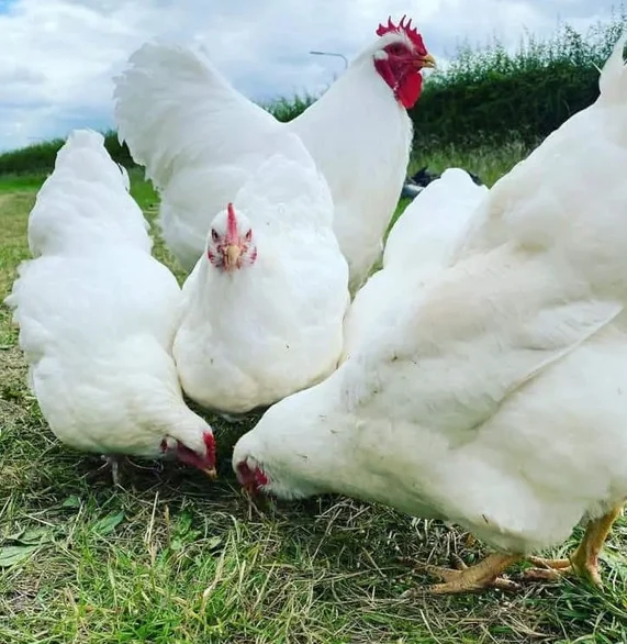 White hens | Scrolller
