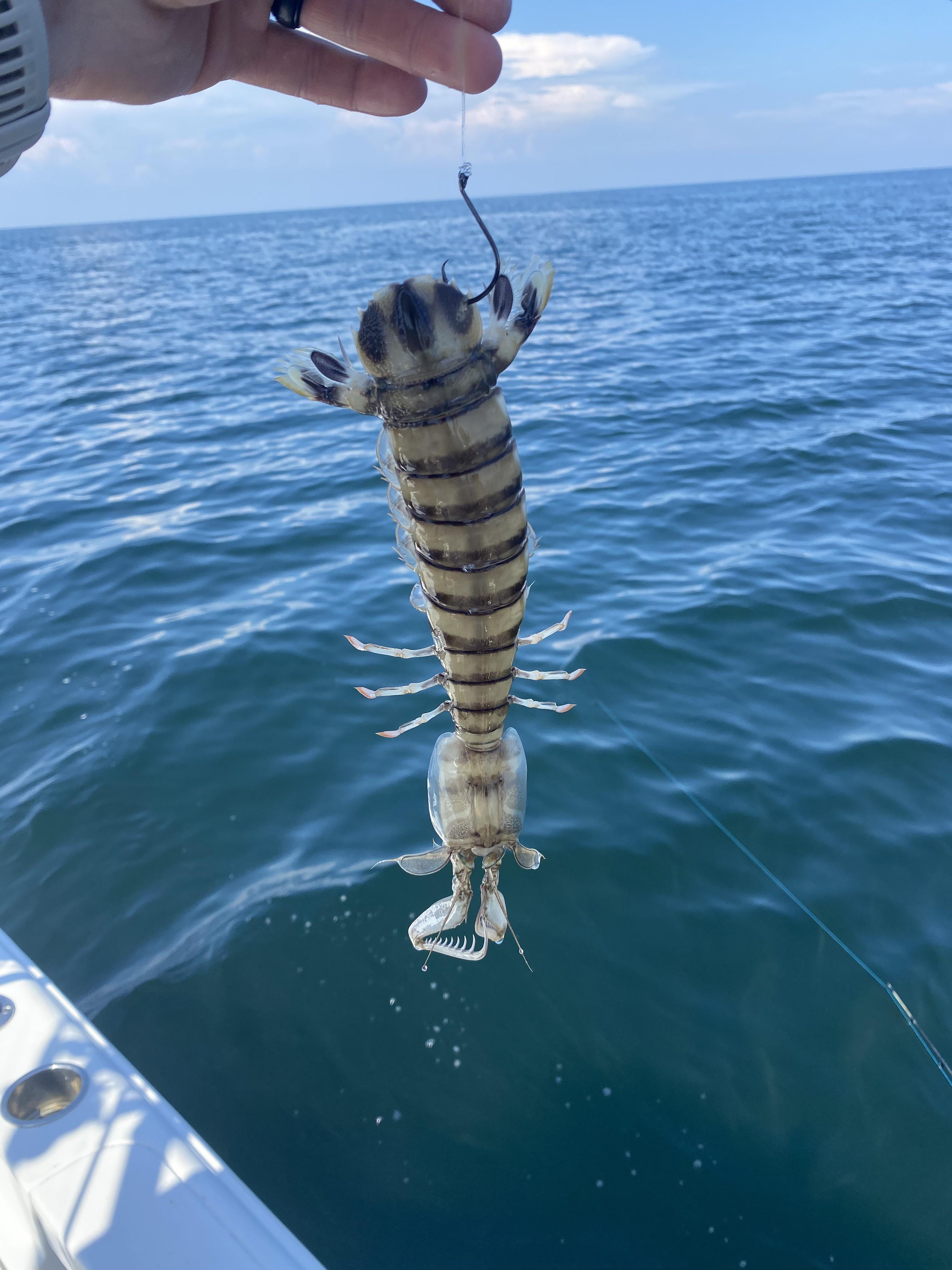 Name that species (no cheating) | Scrolller