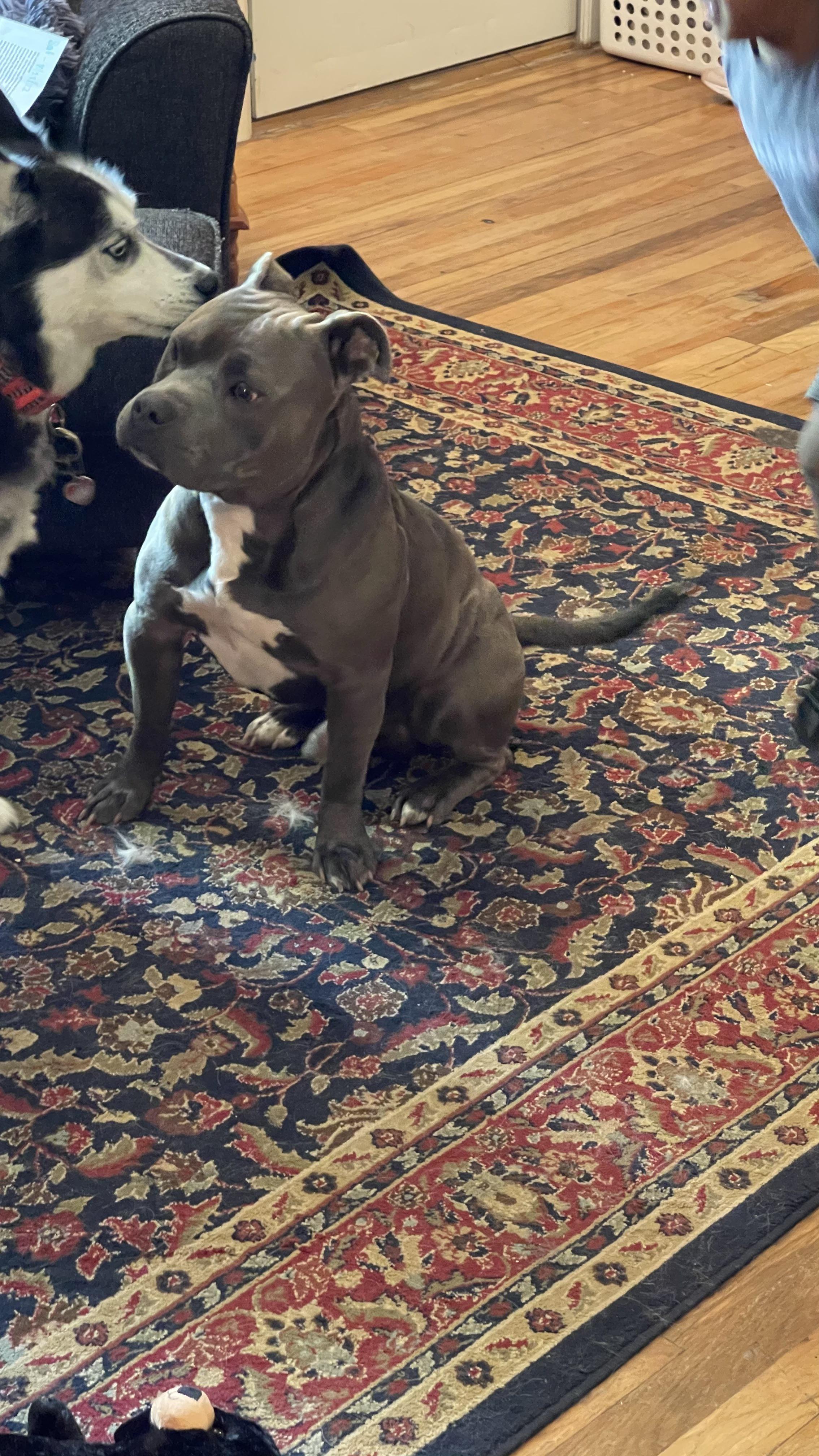 What a stud | Scrolller