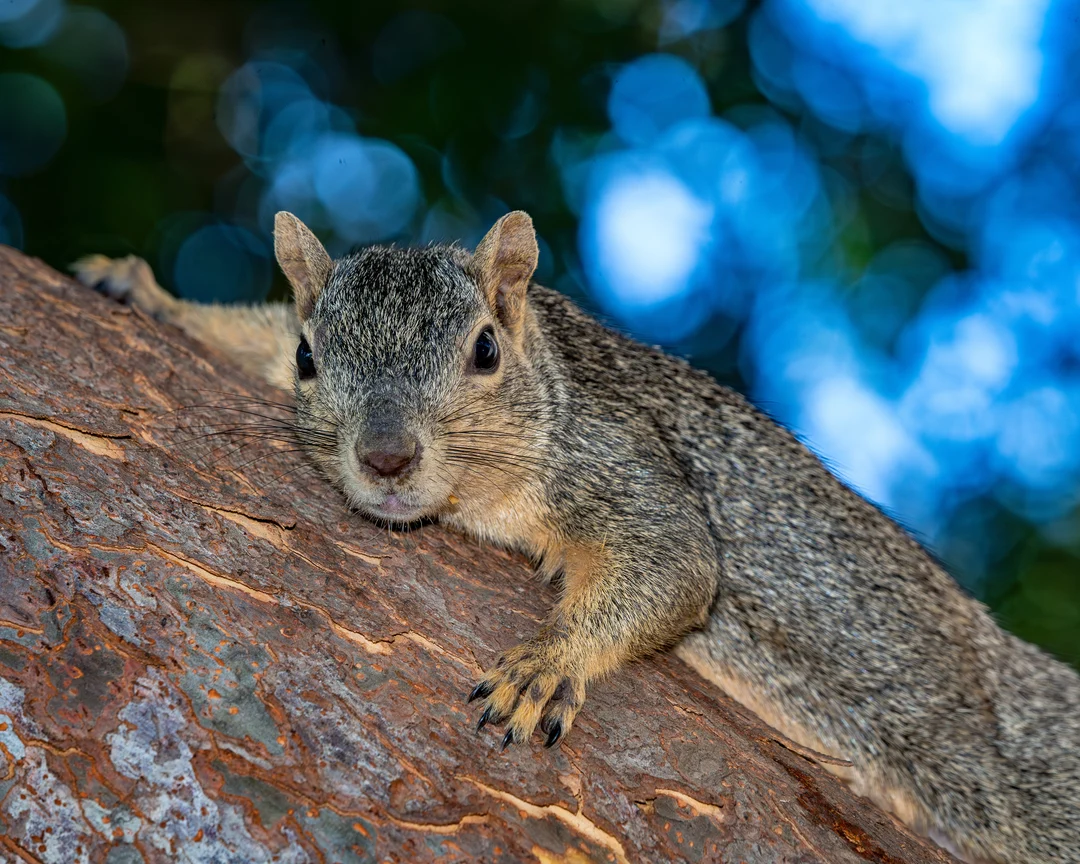 Relaxing Squirrel | Scrolller