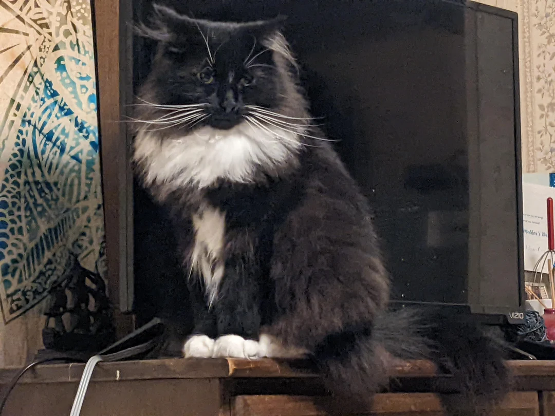 Her winter floof is coming in nicely. She only looks like a chonker because of all the fur. She ...