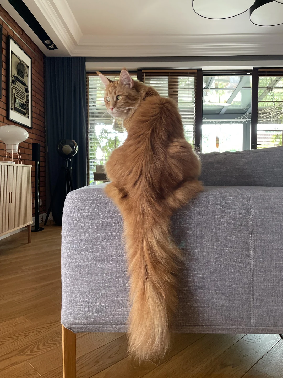 Long version | Scrolller