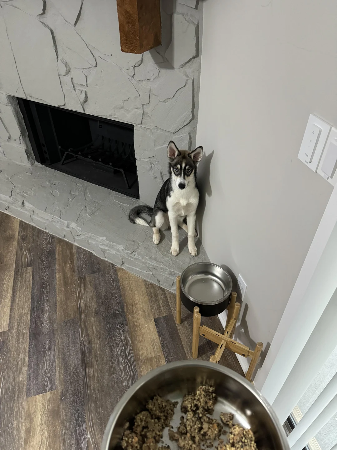 Katya likes to wait patiently for dinner. | Scrolller