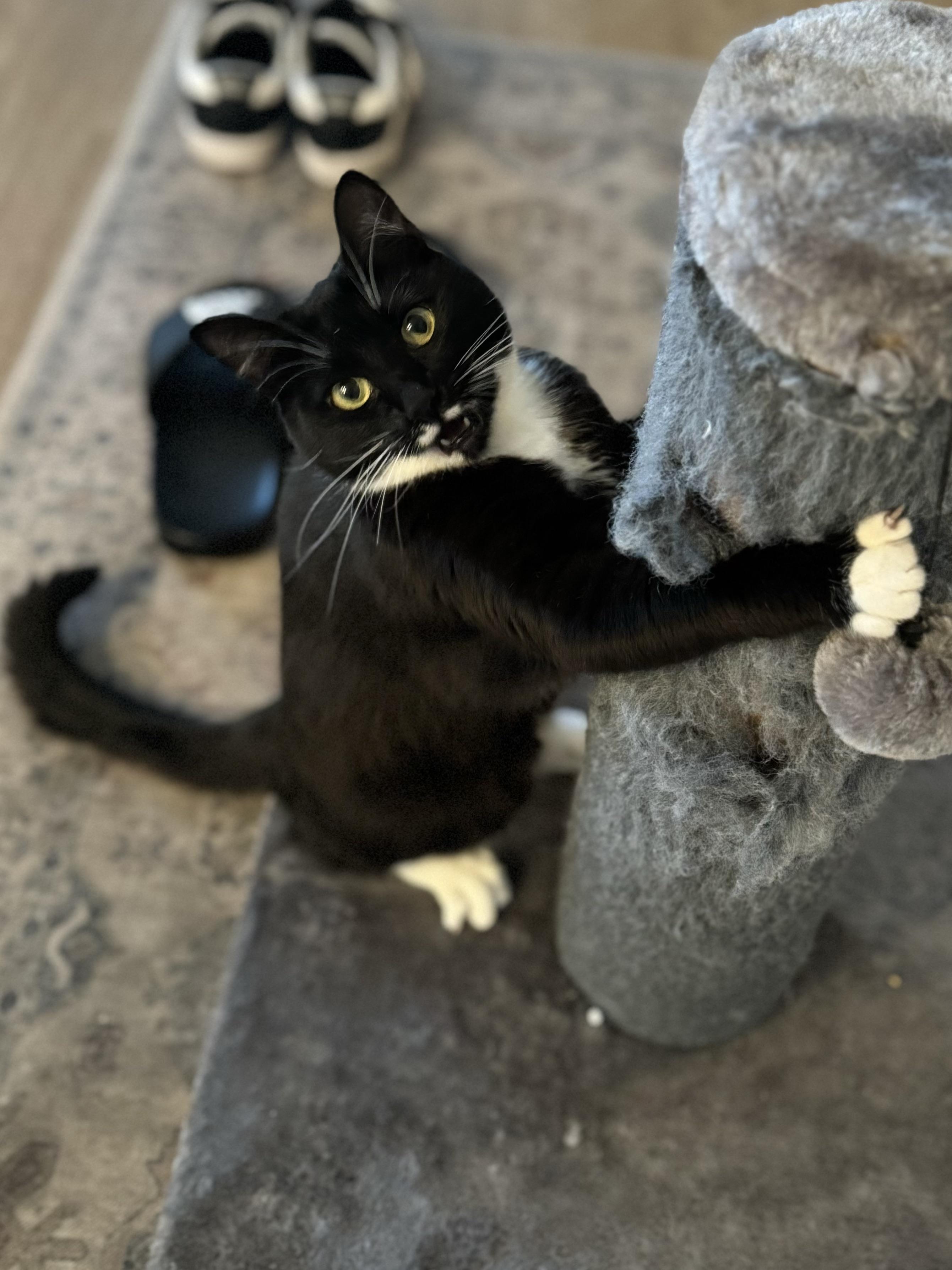 Demon mode activated 😈 | Scrolller