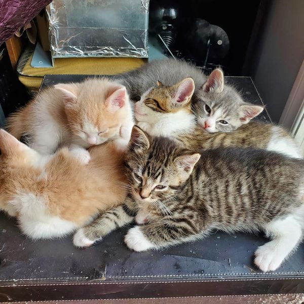 Cuddle pile (OC) | Scrolller