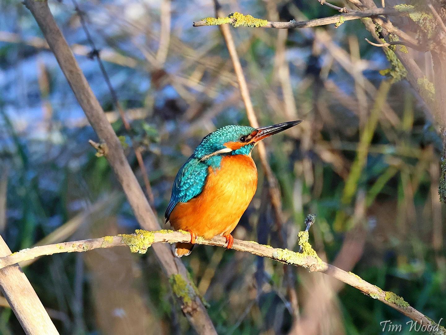 Common (Eurasian) kingfisher | Scrolller