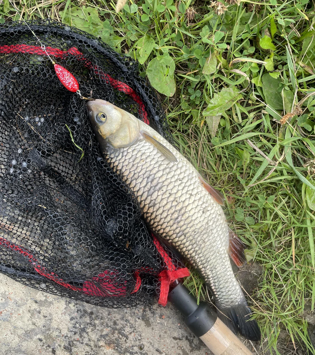 First chub for me, definitely brought some variety to the usual pike and perch fishing | Scrolller