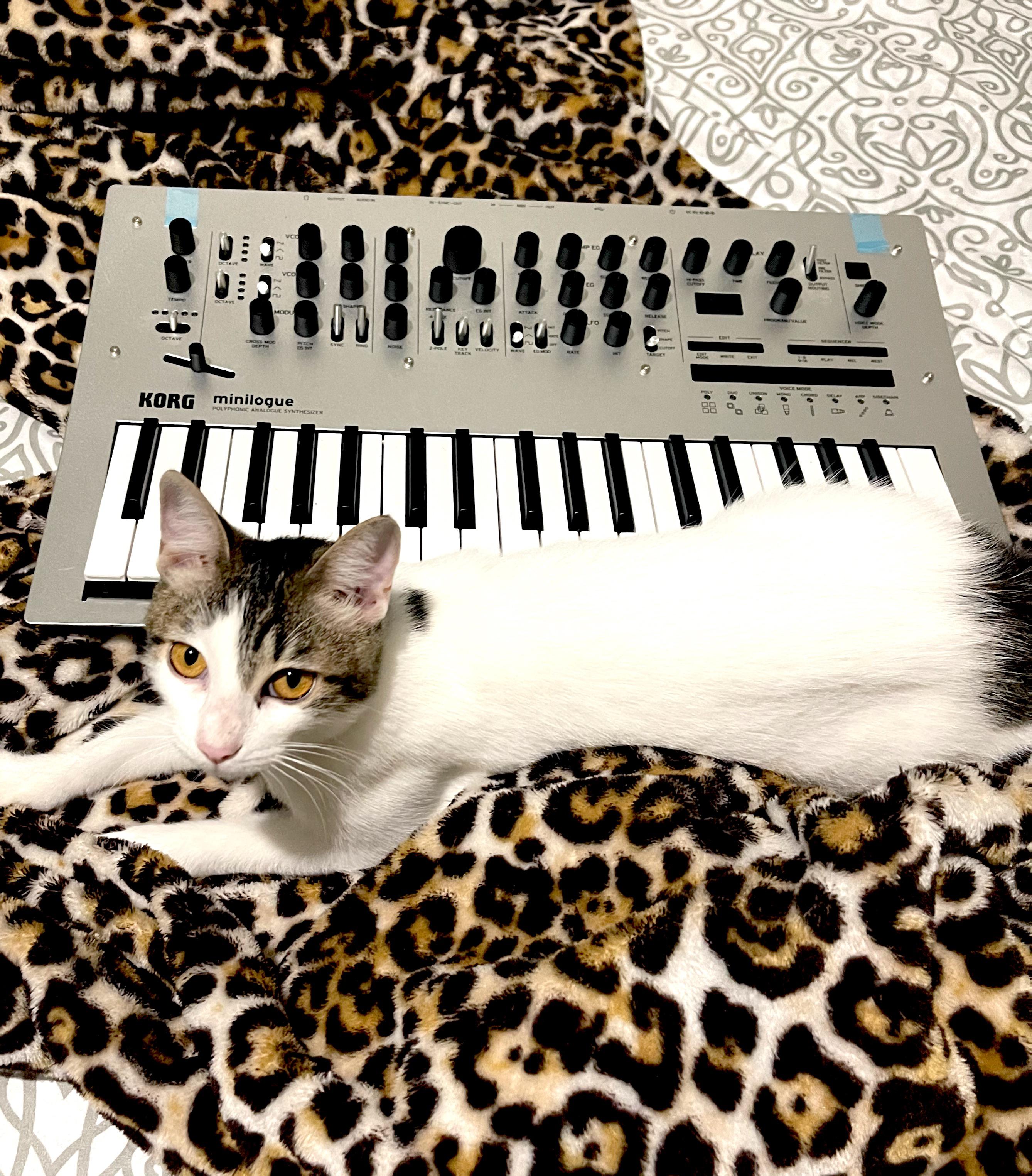 Synth cat | Scrolller