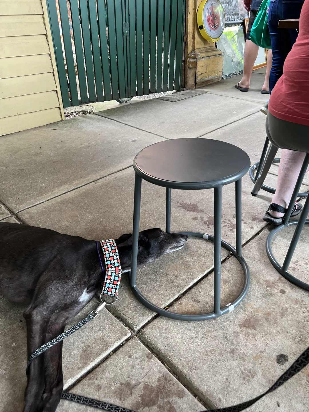 dEfenSLess GreYHounD cAughT iN CruEL TrAp | Scrolller