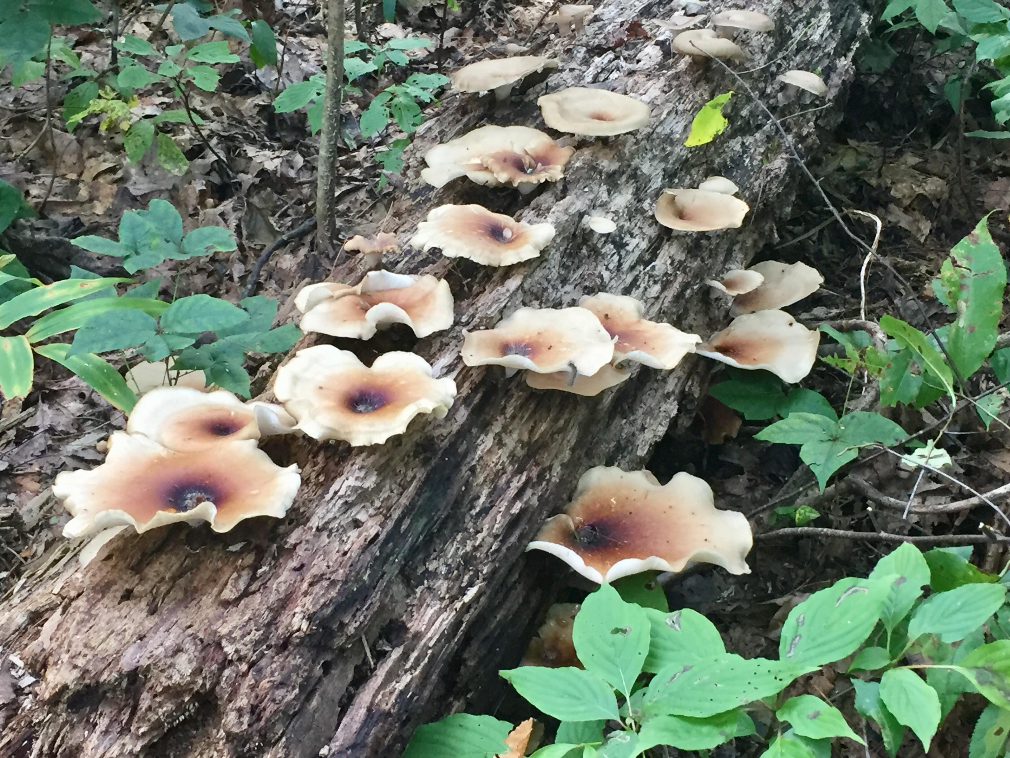 Rotten Log, North Georgia | Scrolller