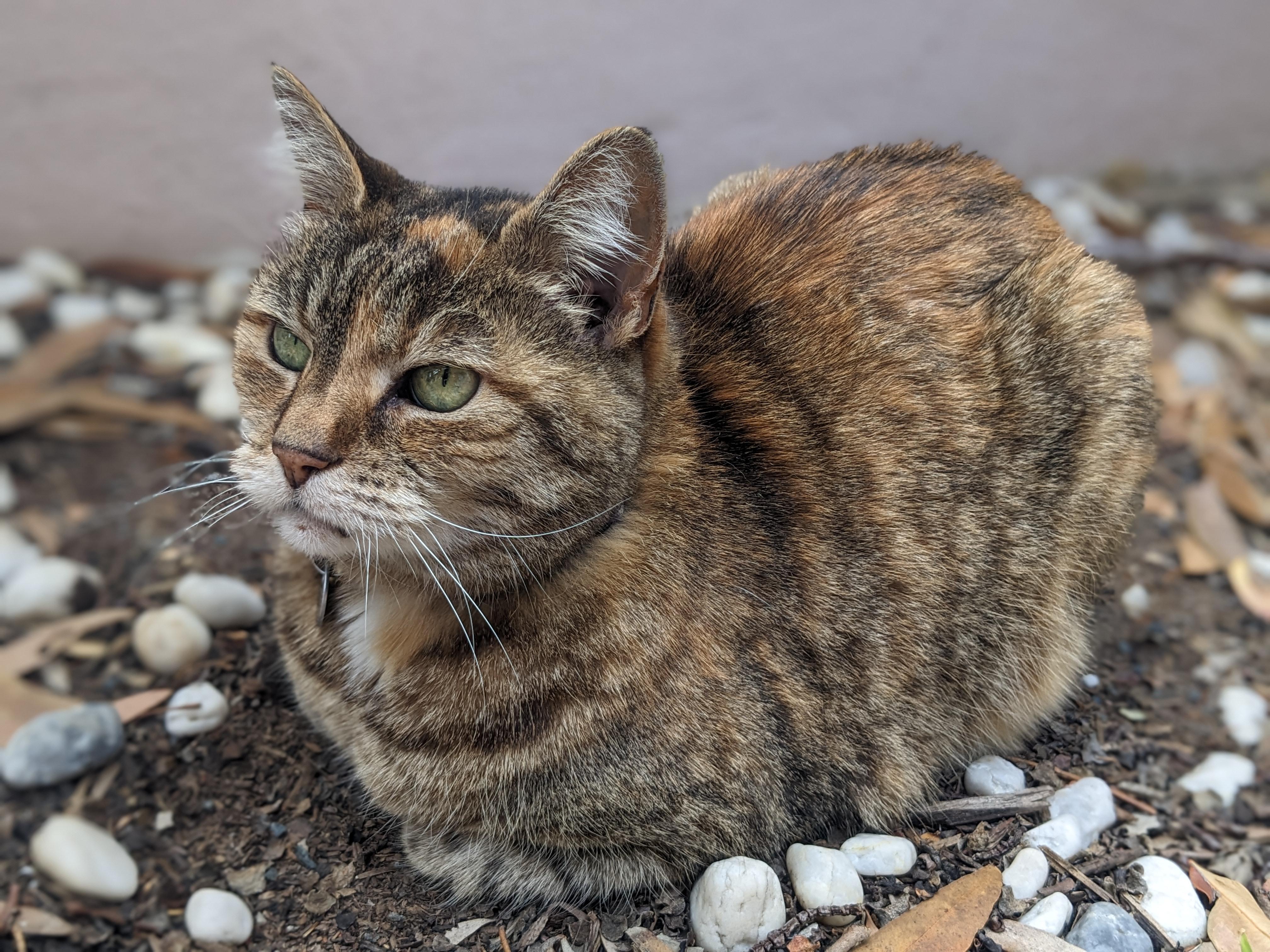 15 year old loaf of Annabelle | Scrolller