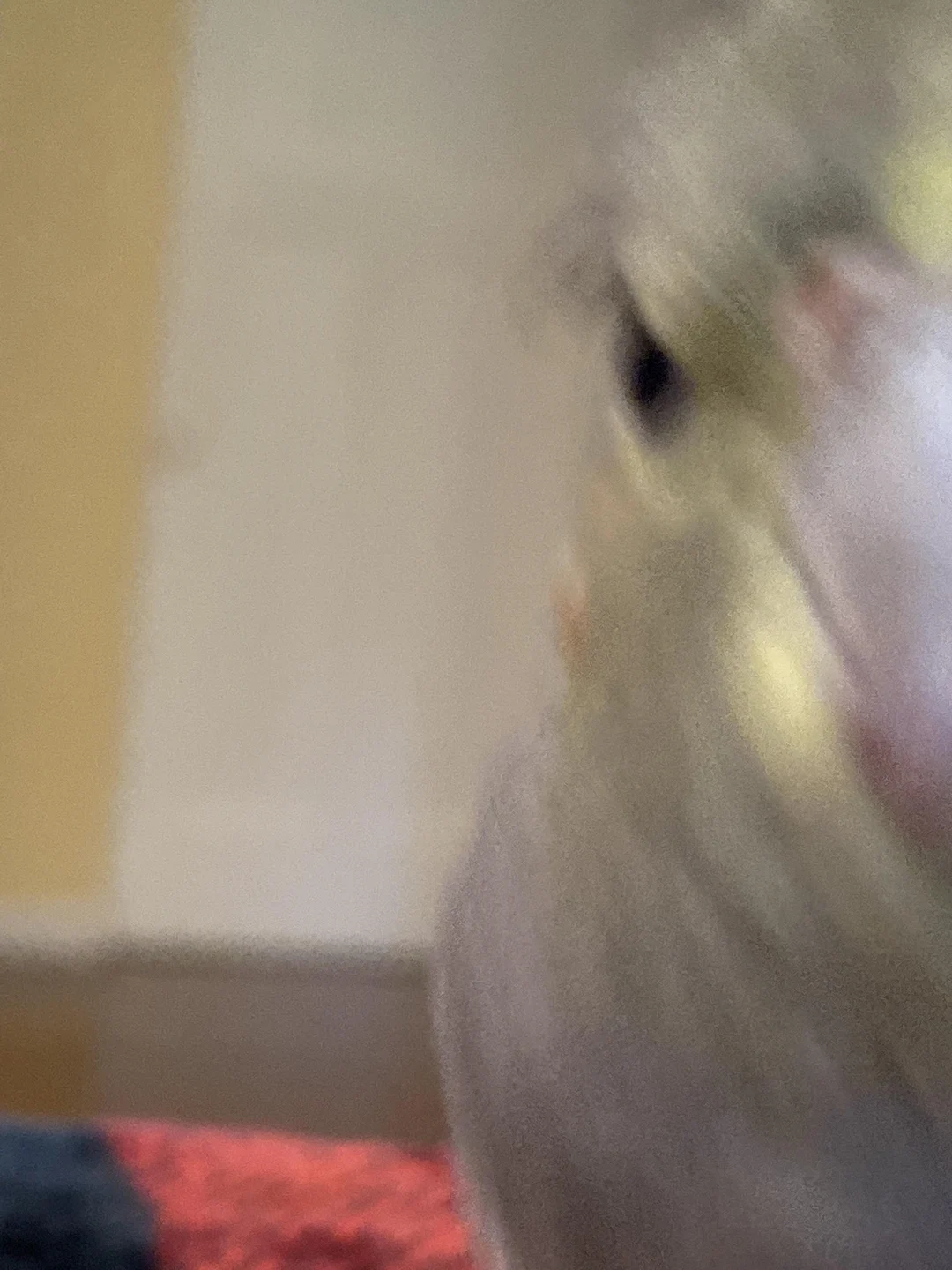 Bird Scrolller