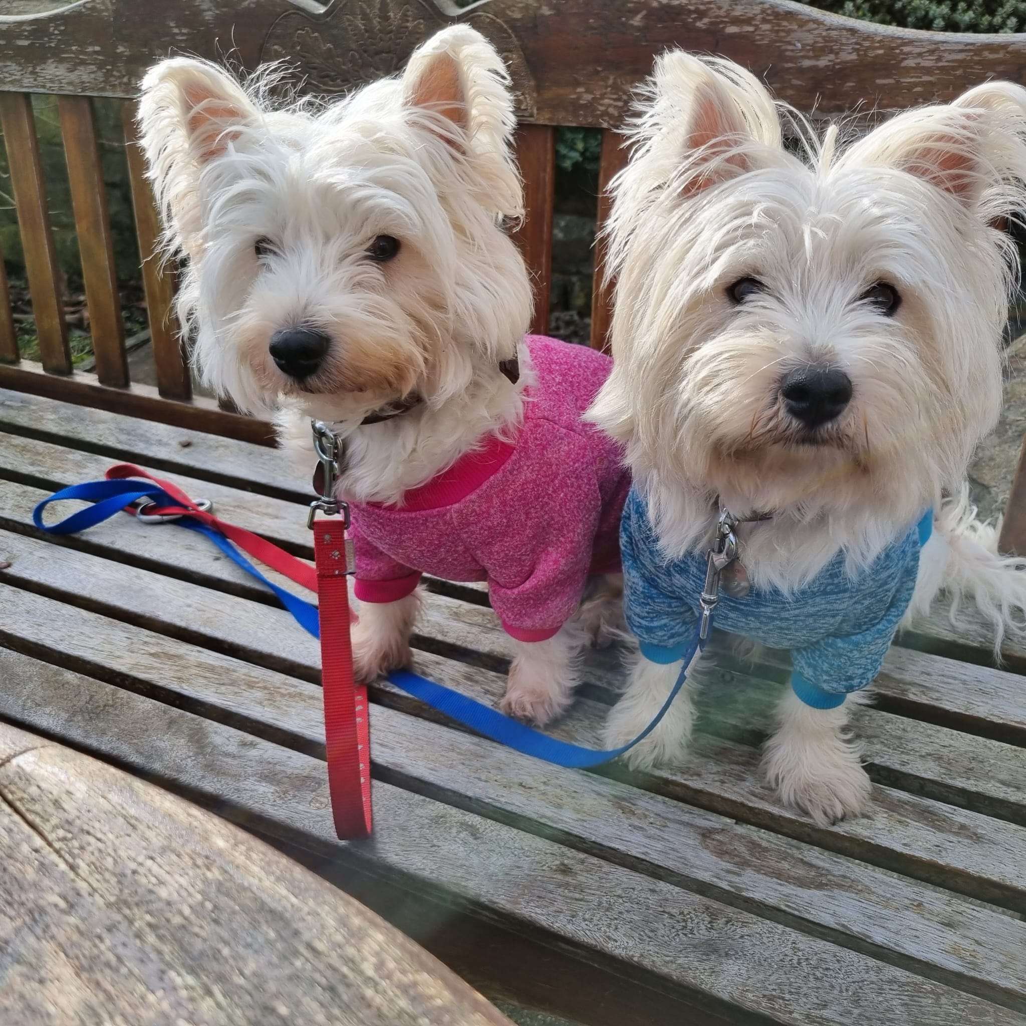 Mimi and Milo | Scrolller