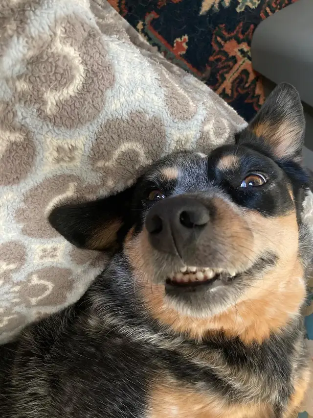 My dog is a Derp | Scrolller