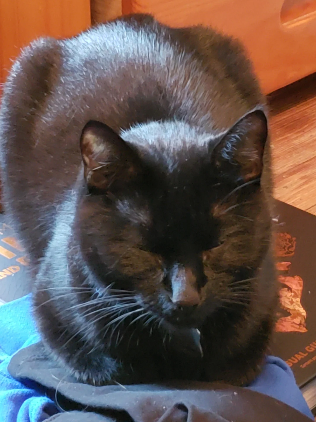 Smudge loafing on my stuff | Scrolller
