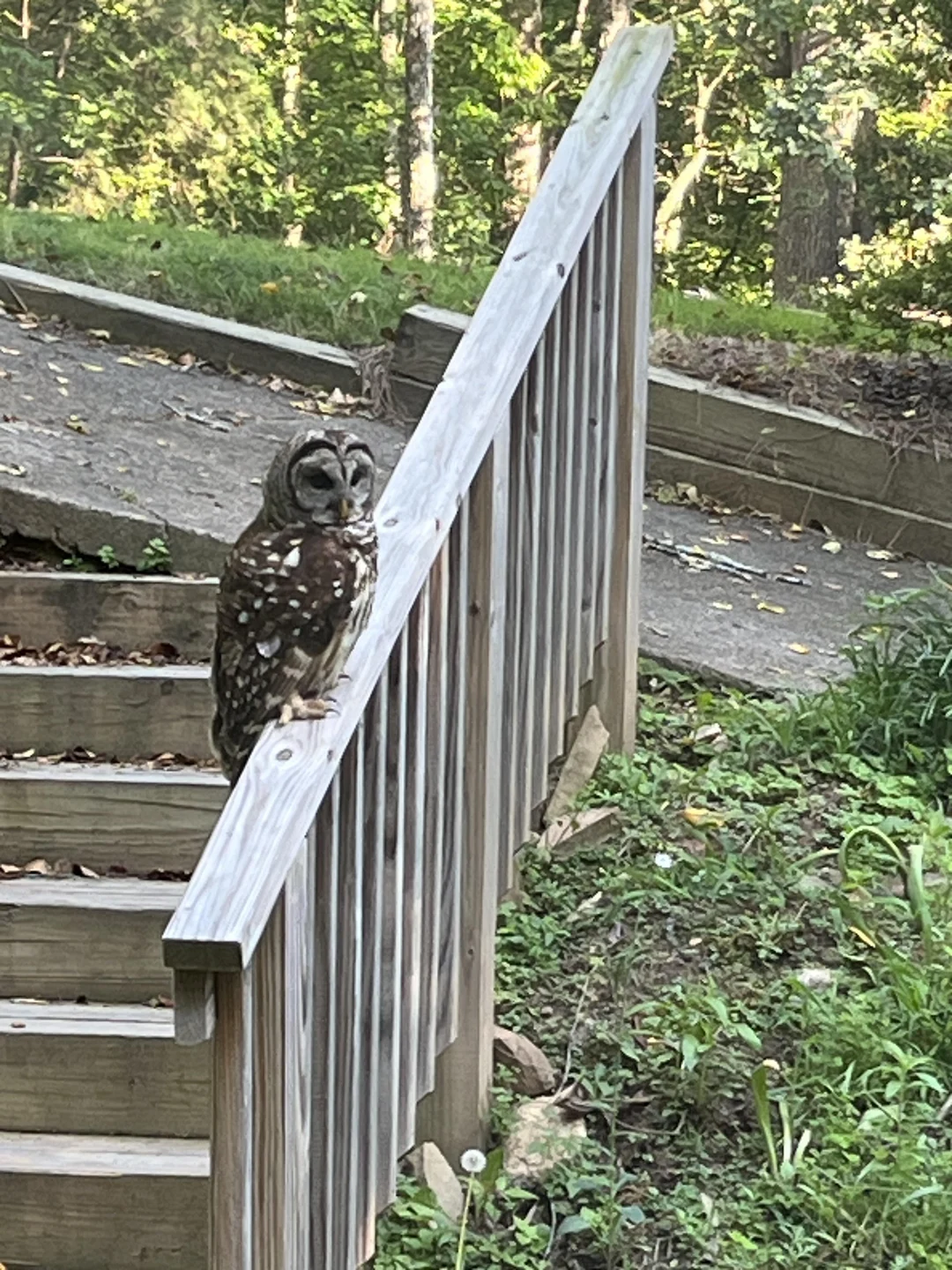 Owl Family in our Back Yard | Scrolller
