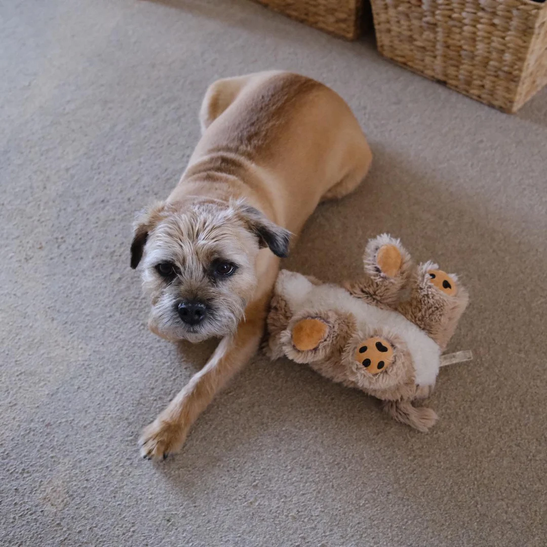 Gotcha day 6th year anniversary. | Scrolller