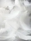 White Feathers | Scrolller