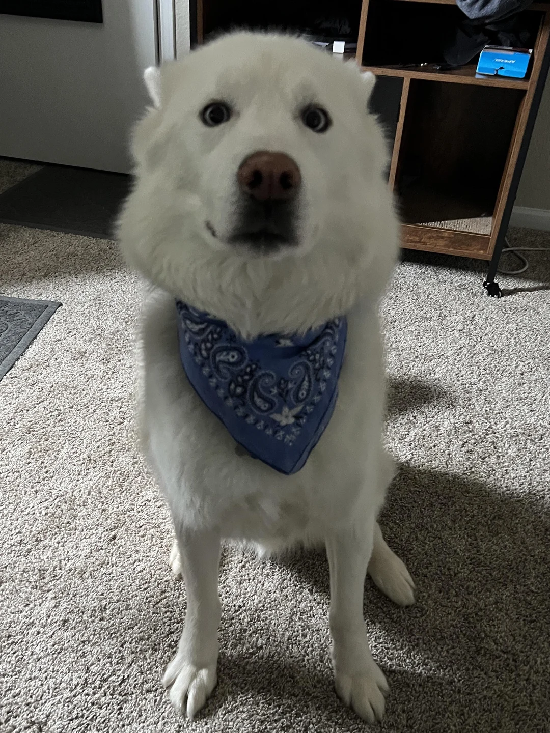 My work assistant! | Scrolller