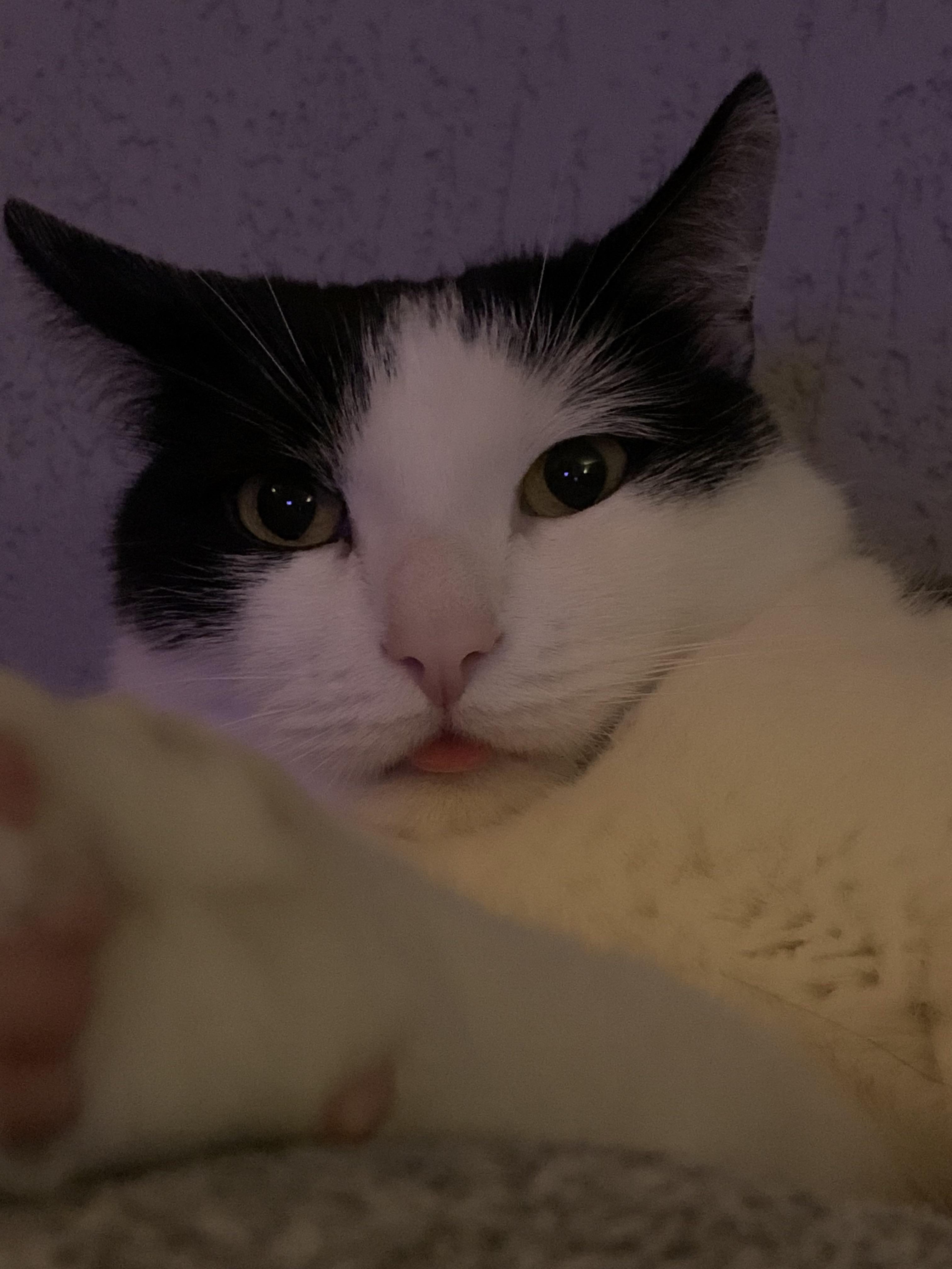 [OC] My cat, Gigi the derp! | Scrolller