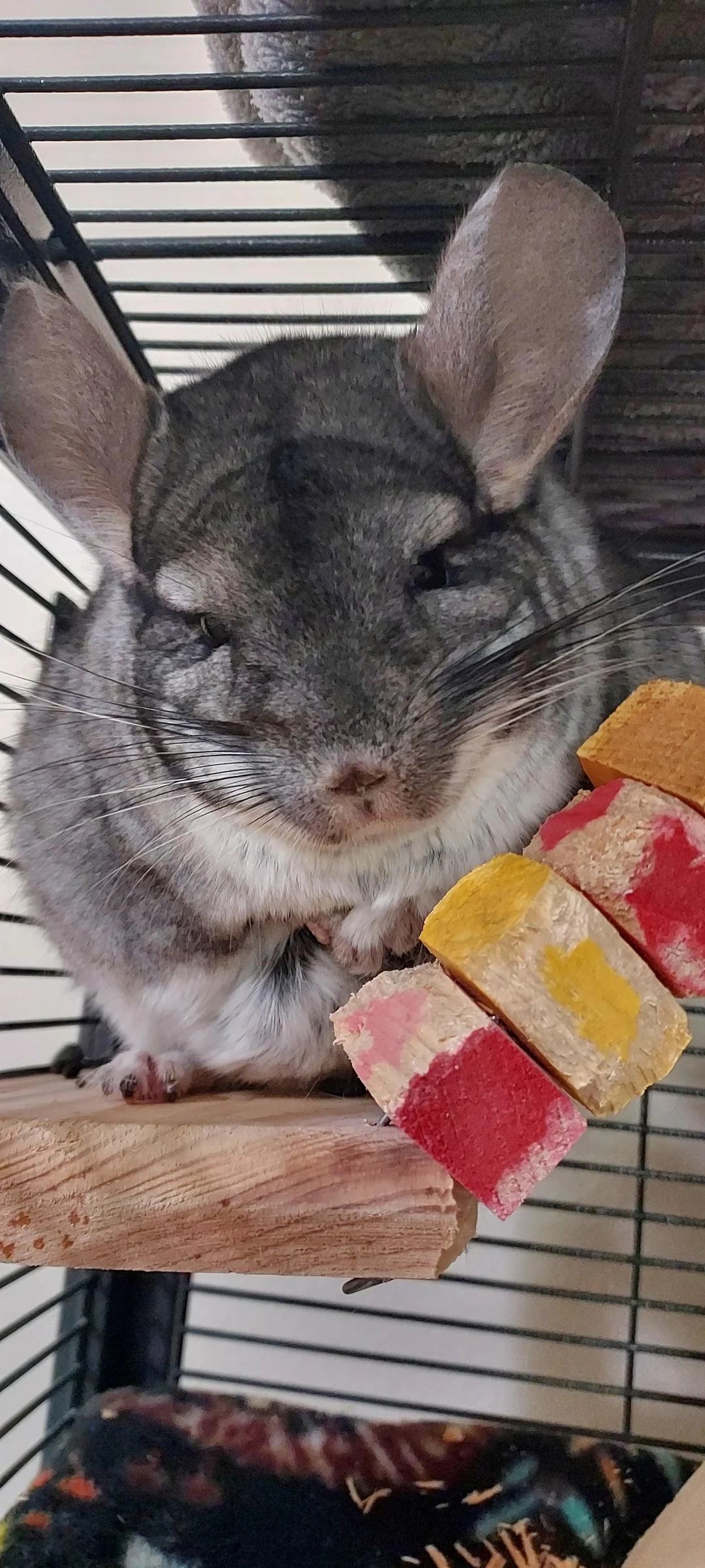 Discover more like Chinchilla: Round and good boy and Related Content | Scrolller