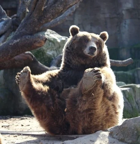 Discover more like Bears: These bears are unBEARably cute! 🐻😆 and Related Content | Scrolller