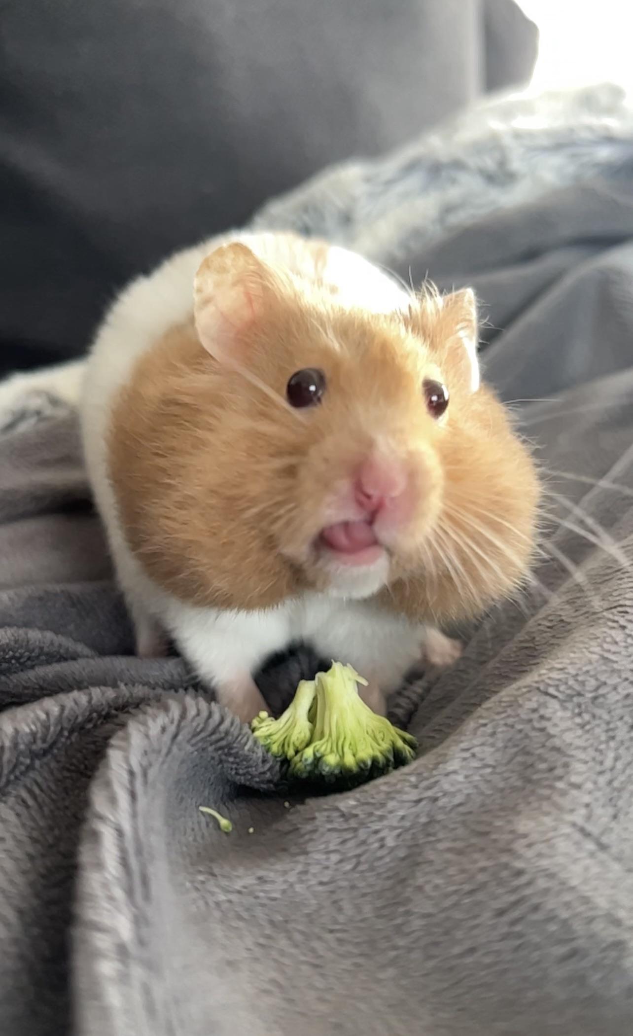 RIP Timmy | Scrolller