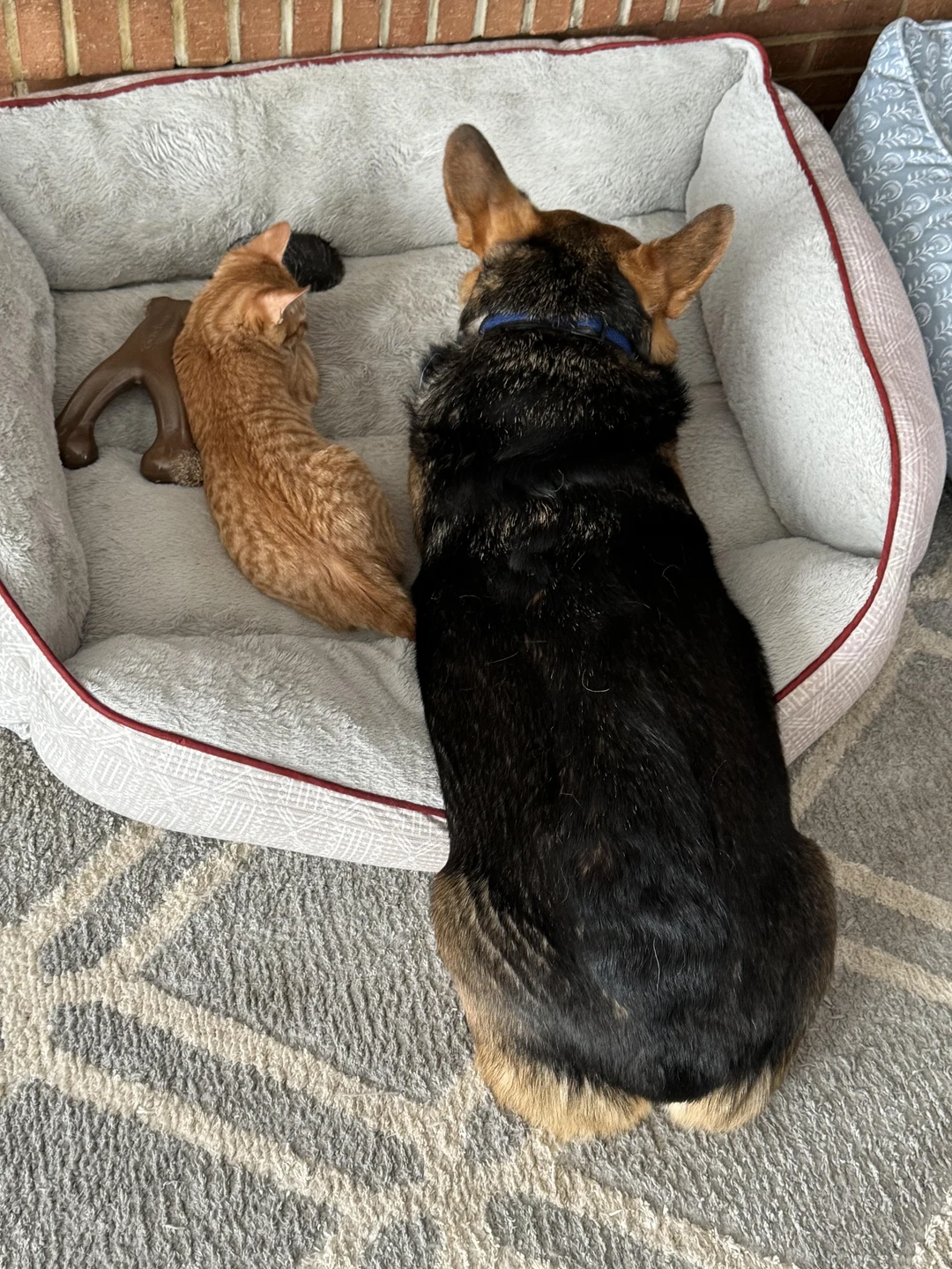 The new kitten doesn’t understand personal space | Scrolller