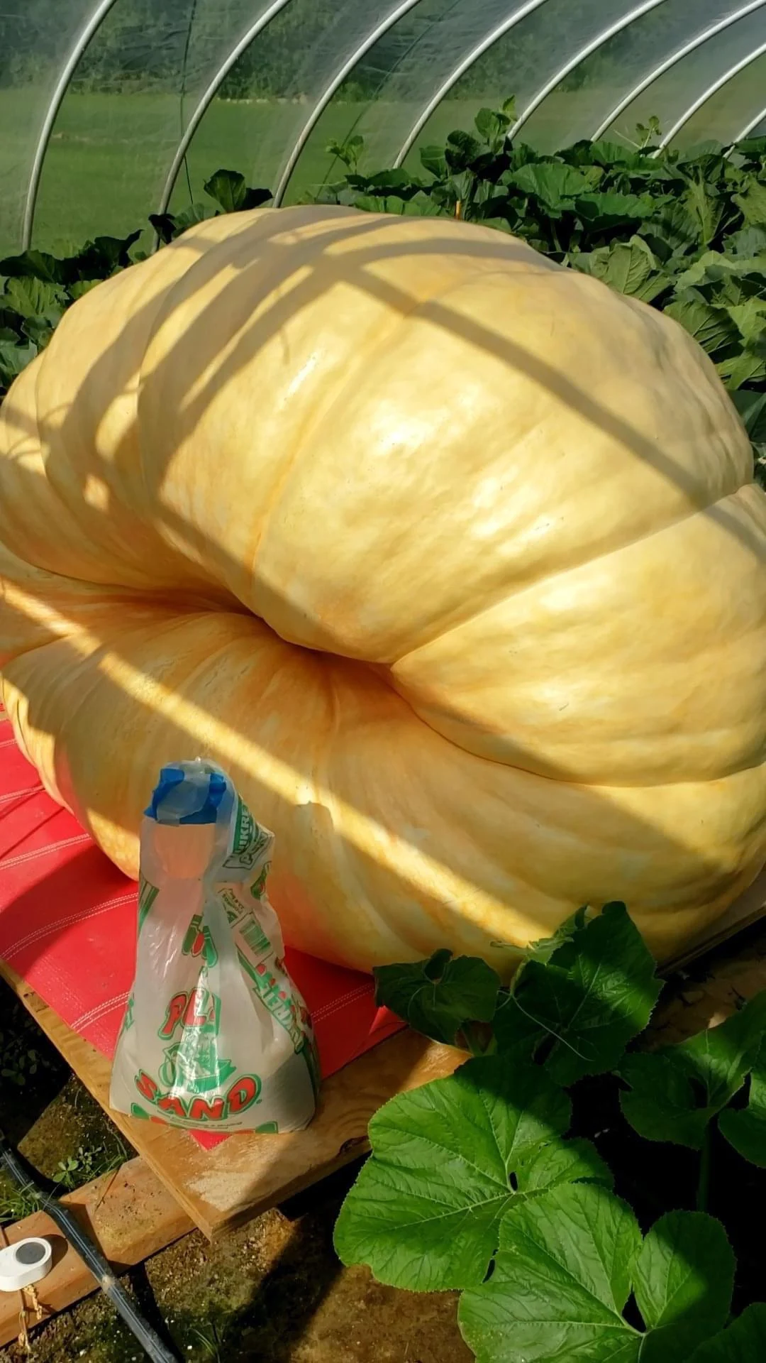 Homegrown, don’t bone | Scrolller