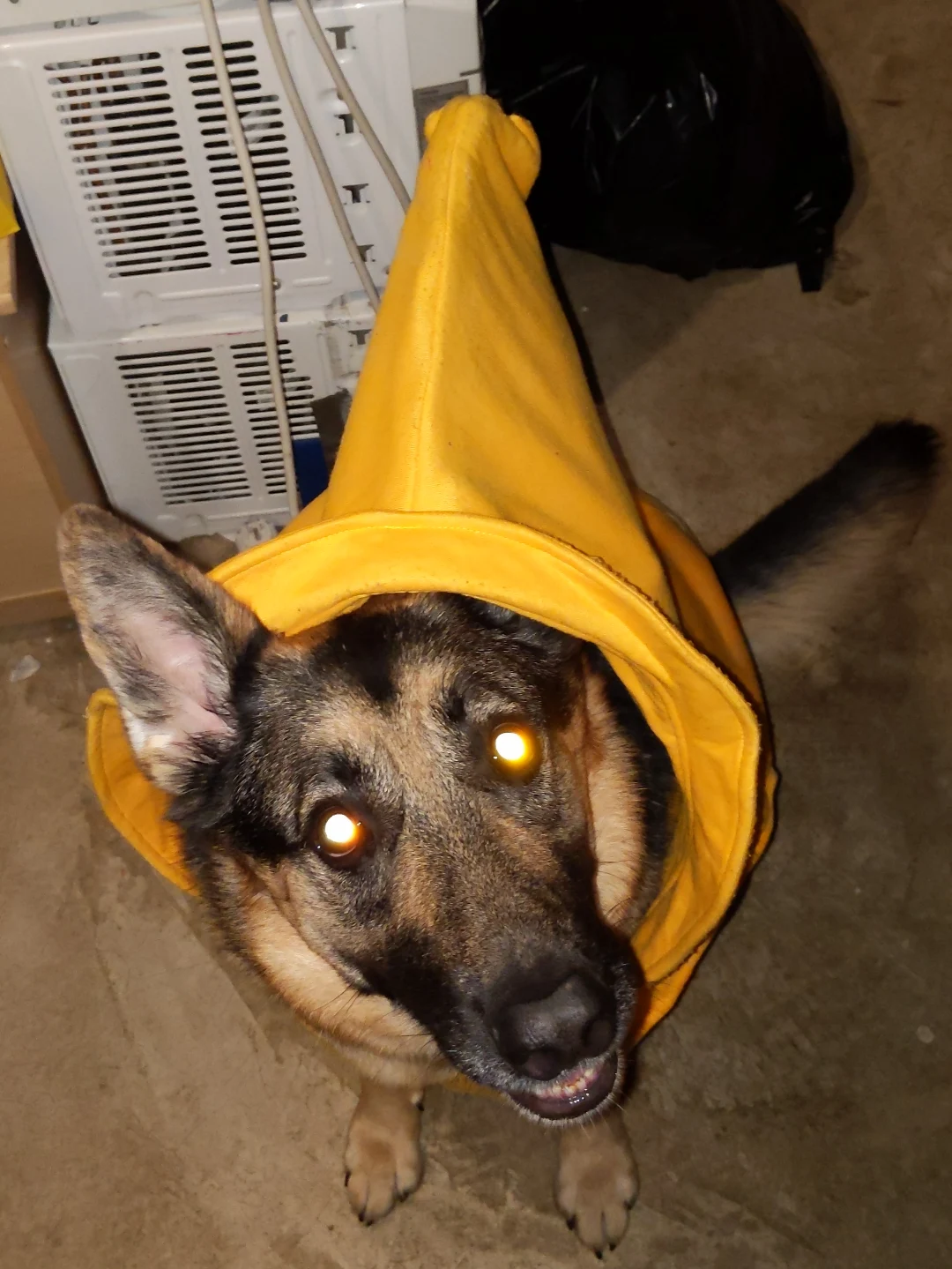 German mustard anyone? | Scrolller